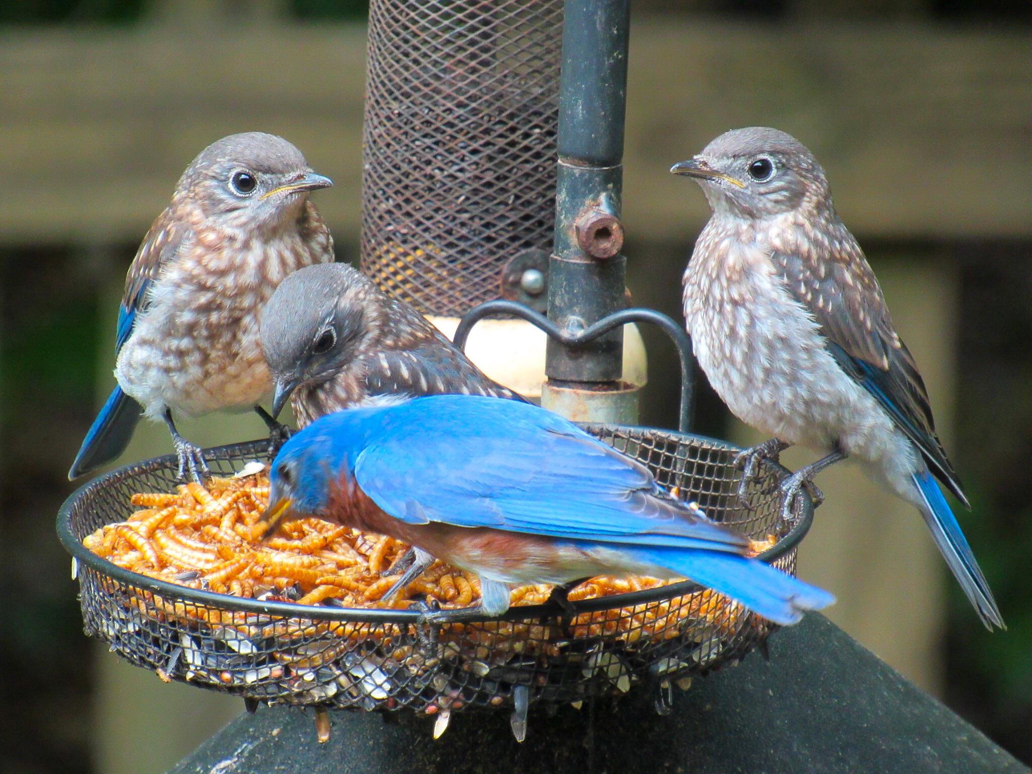 Our Bluebirds had babies | Scrolller