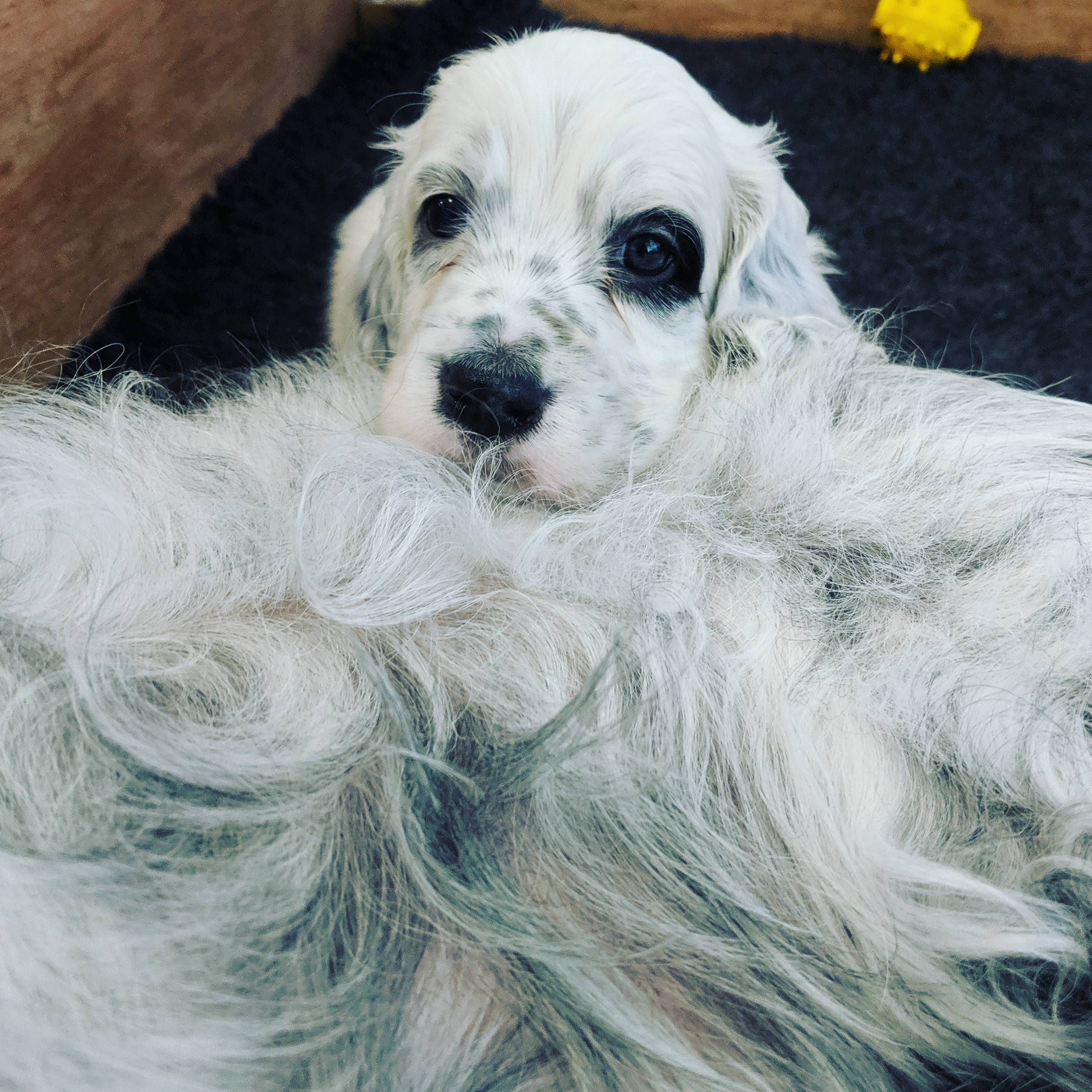 Our boy Barney! | Scrolller