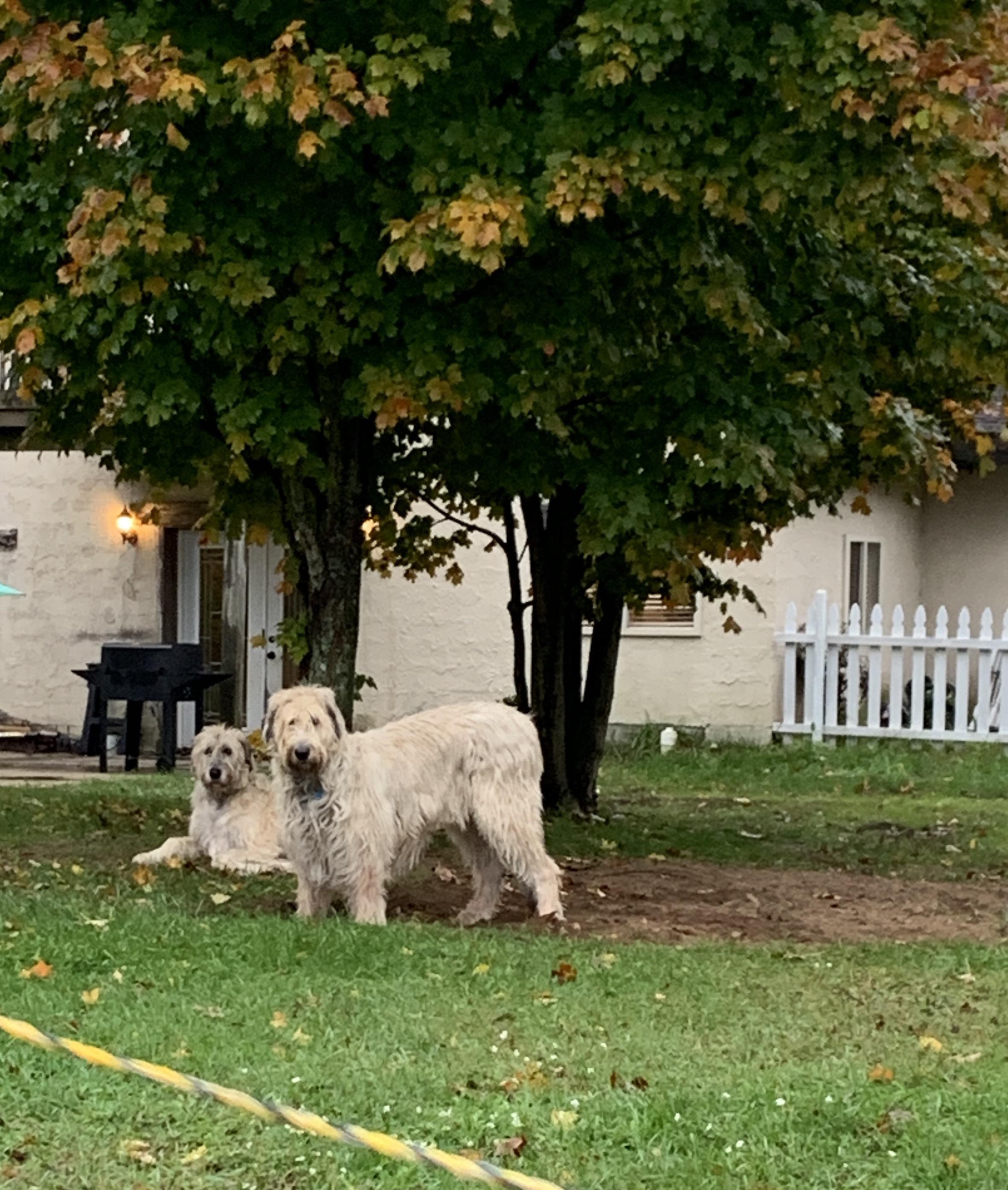 Our boys digging to China | Scrolller