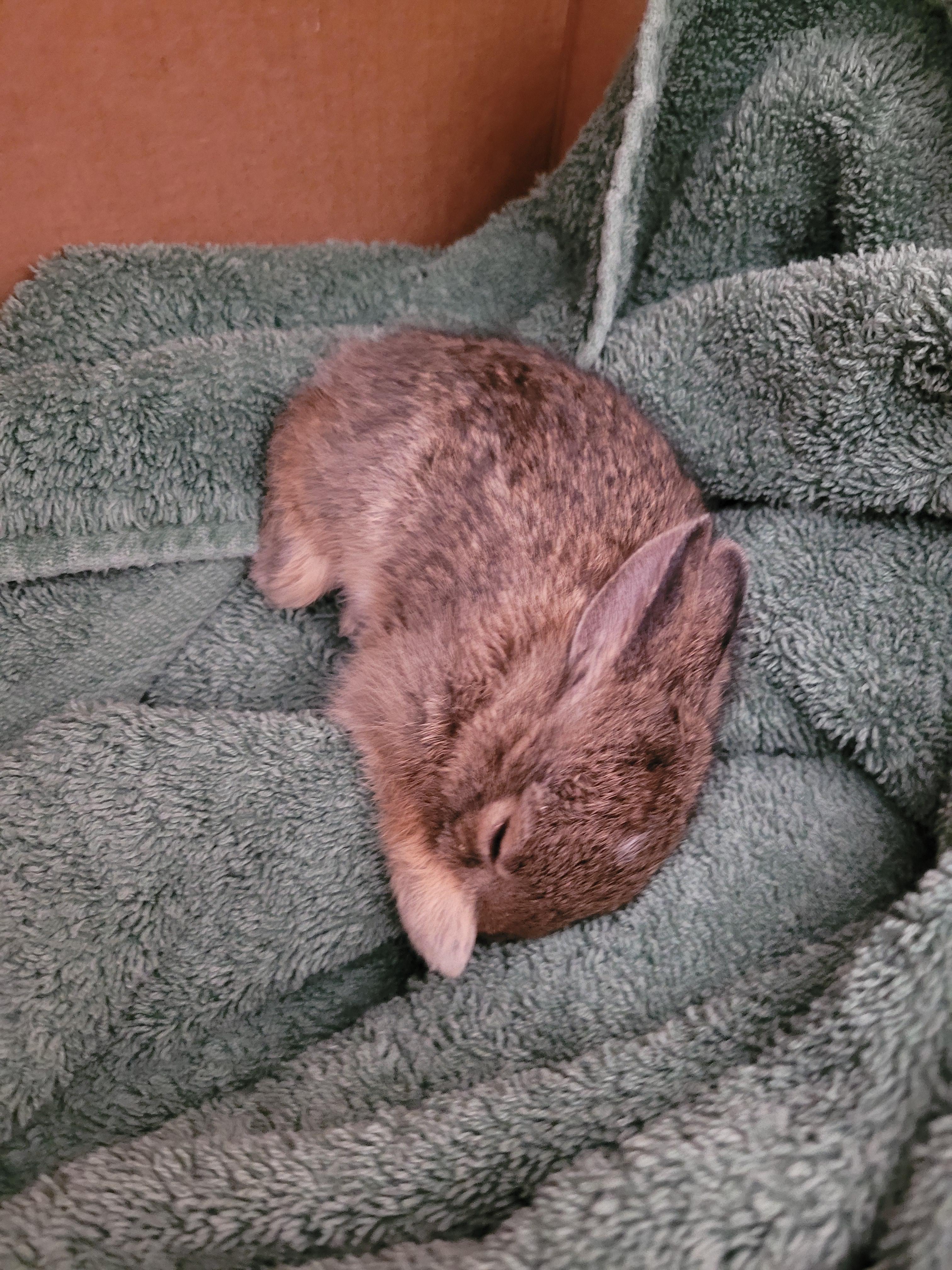 Our cat brought us a baby rabbit. | Scrolller