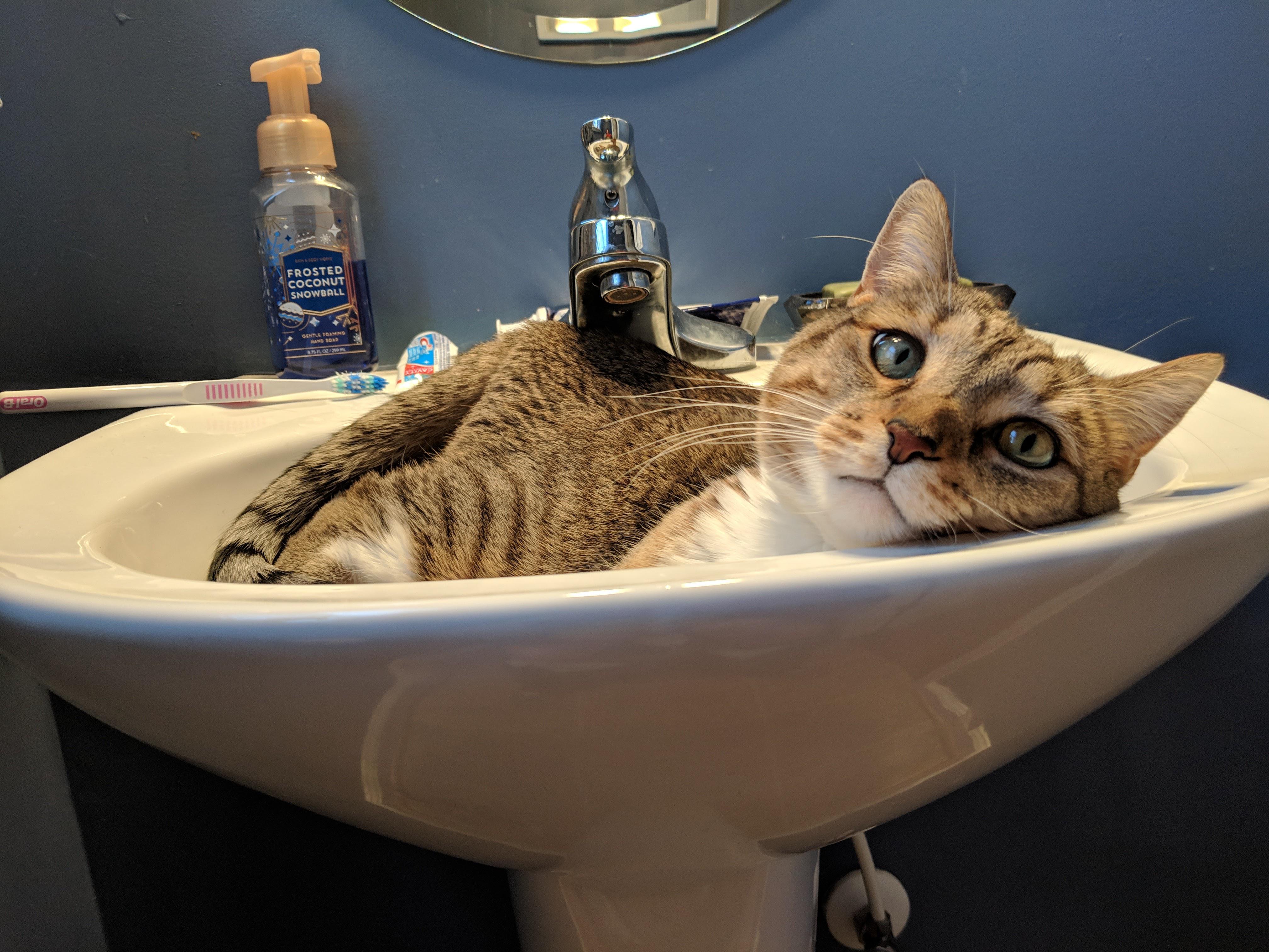 Our cat in a sink. | Scrolller