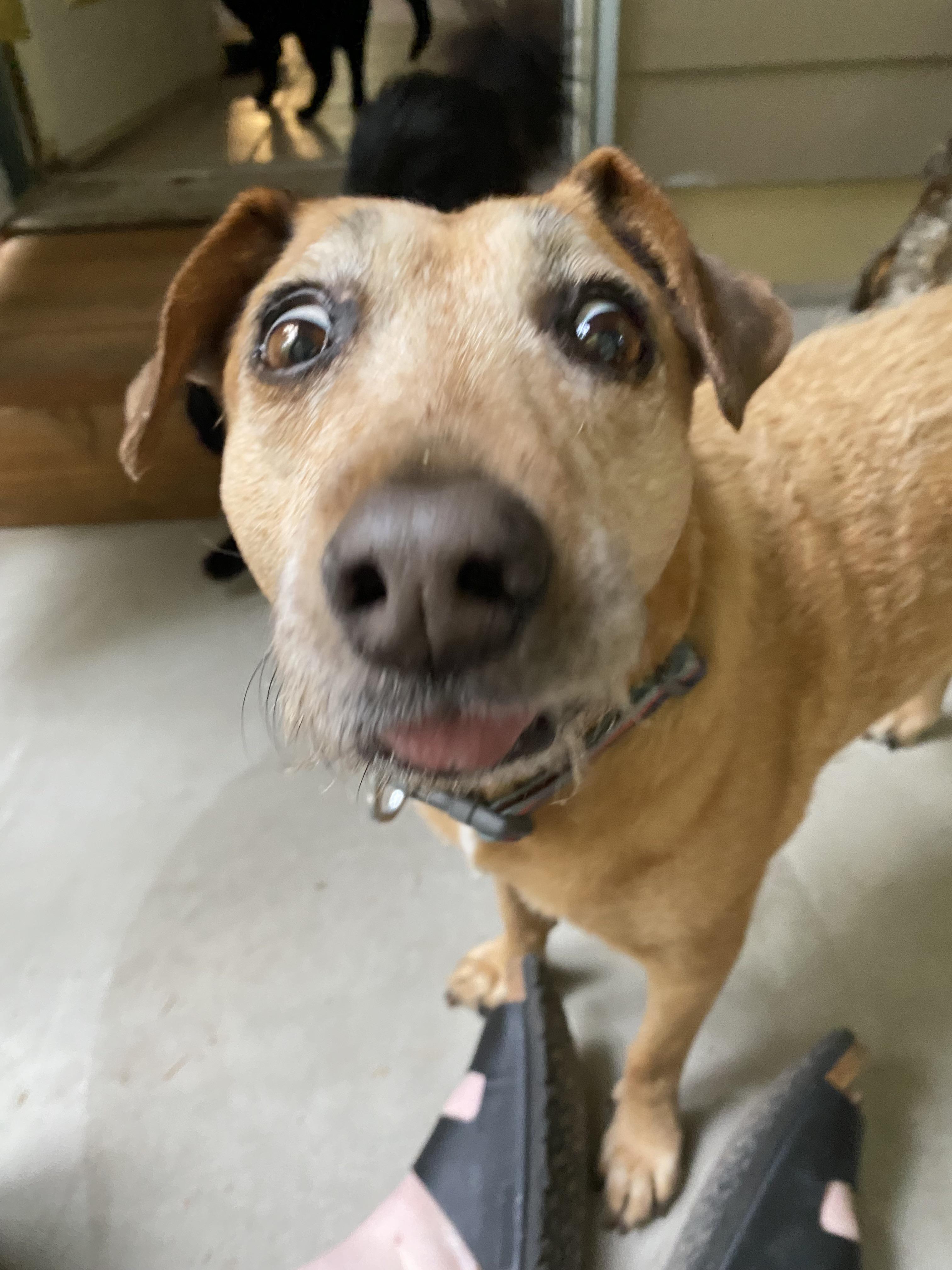 Our dog does not usually look this derpy. So glad I captured this glorious moment. | Scrolller