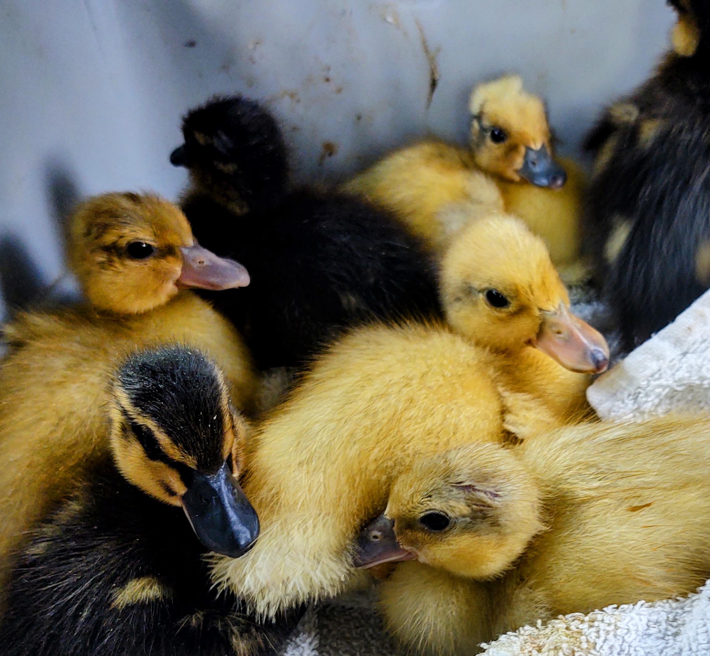 Our first batch of farm hatched ducks | Scrolller