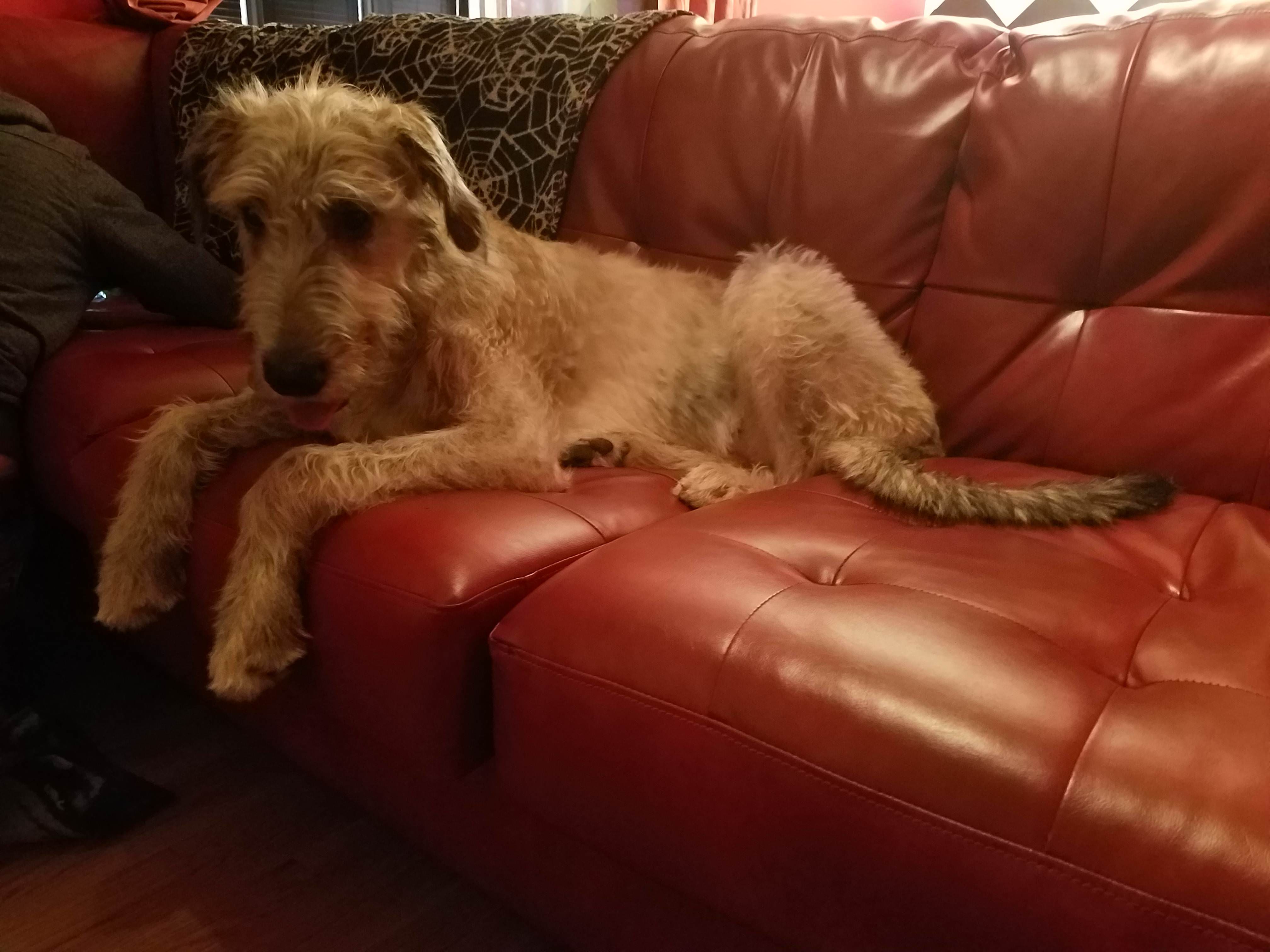 Our fluffy couch warmer! | Scrolller