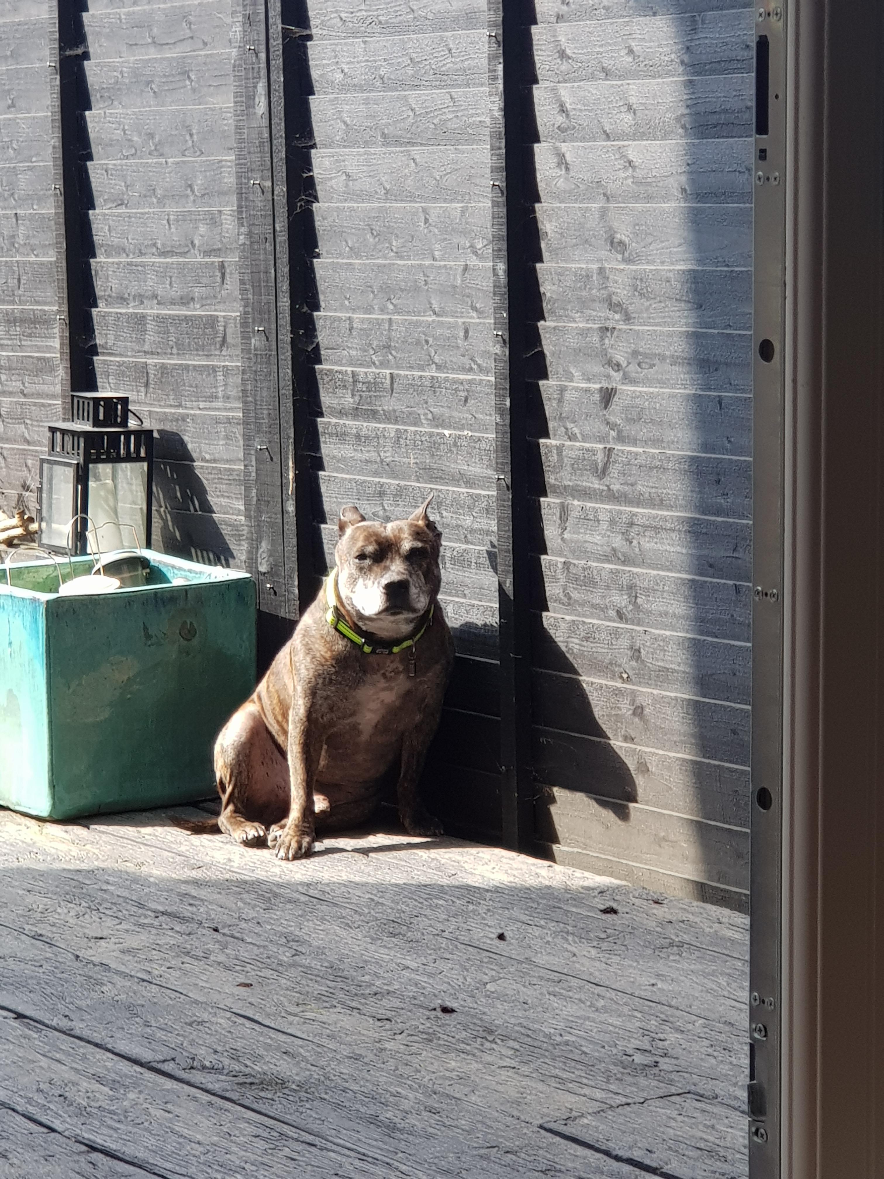 Our handsome boy, Baxter ️ | Scrolller