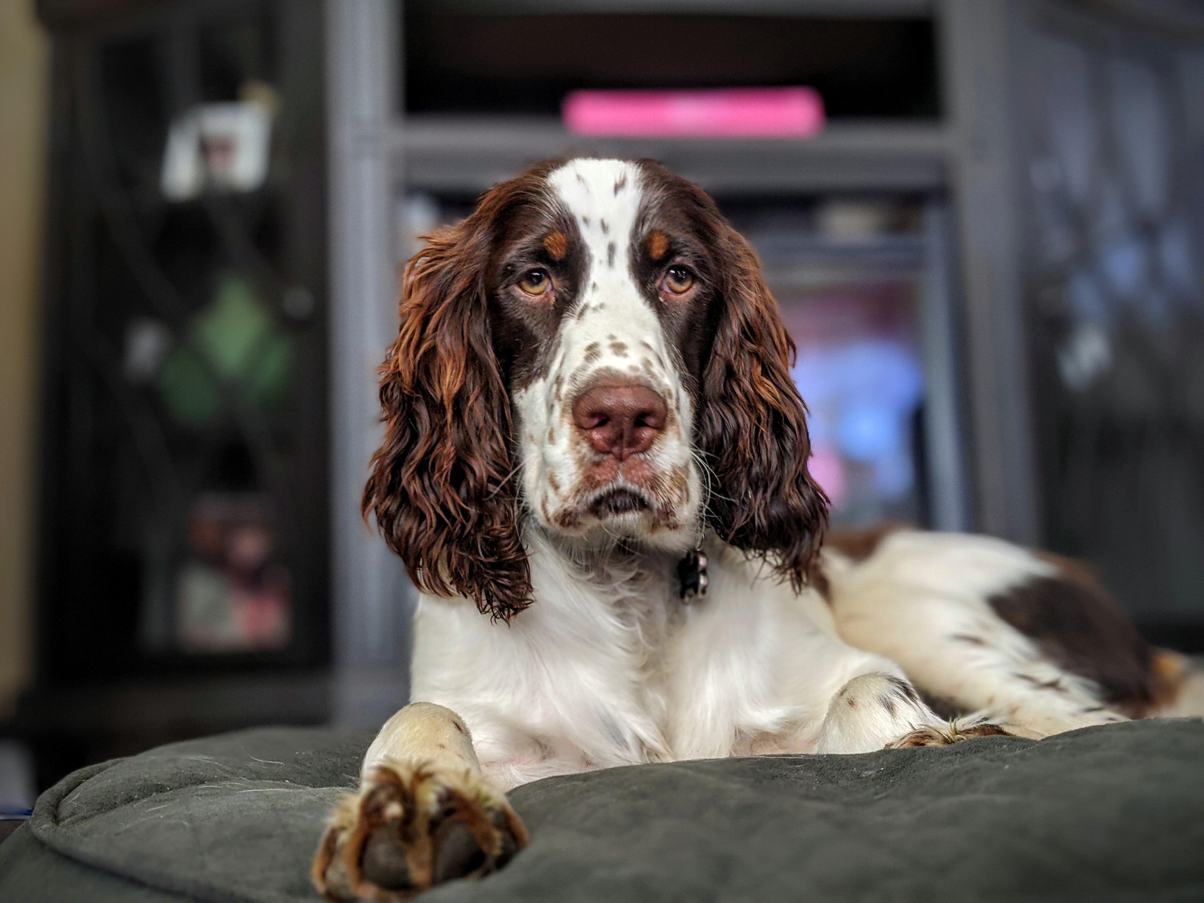 Our handsome boy. | Scrolller