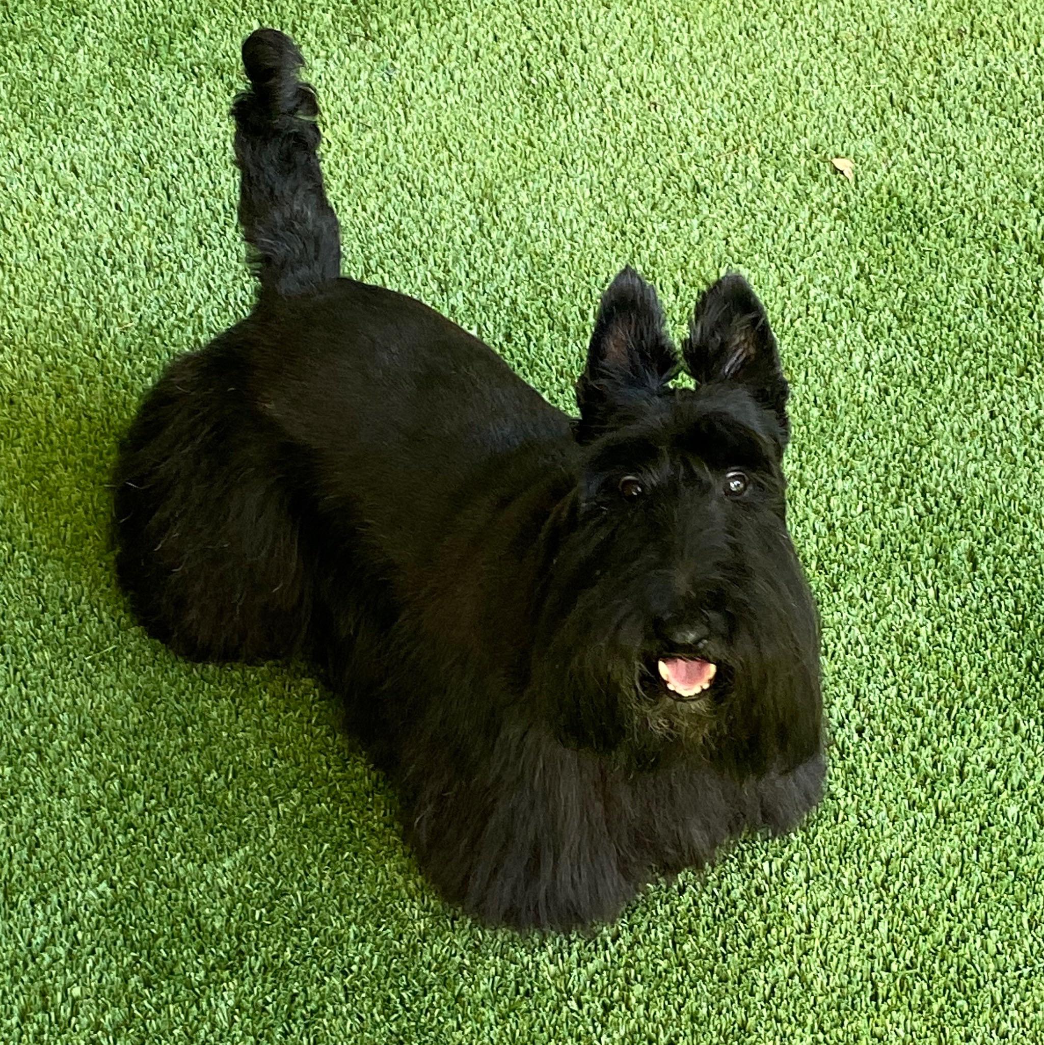 Our handsome boy, Powers. | Scrolller