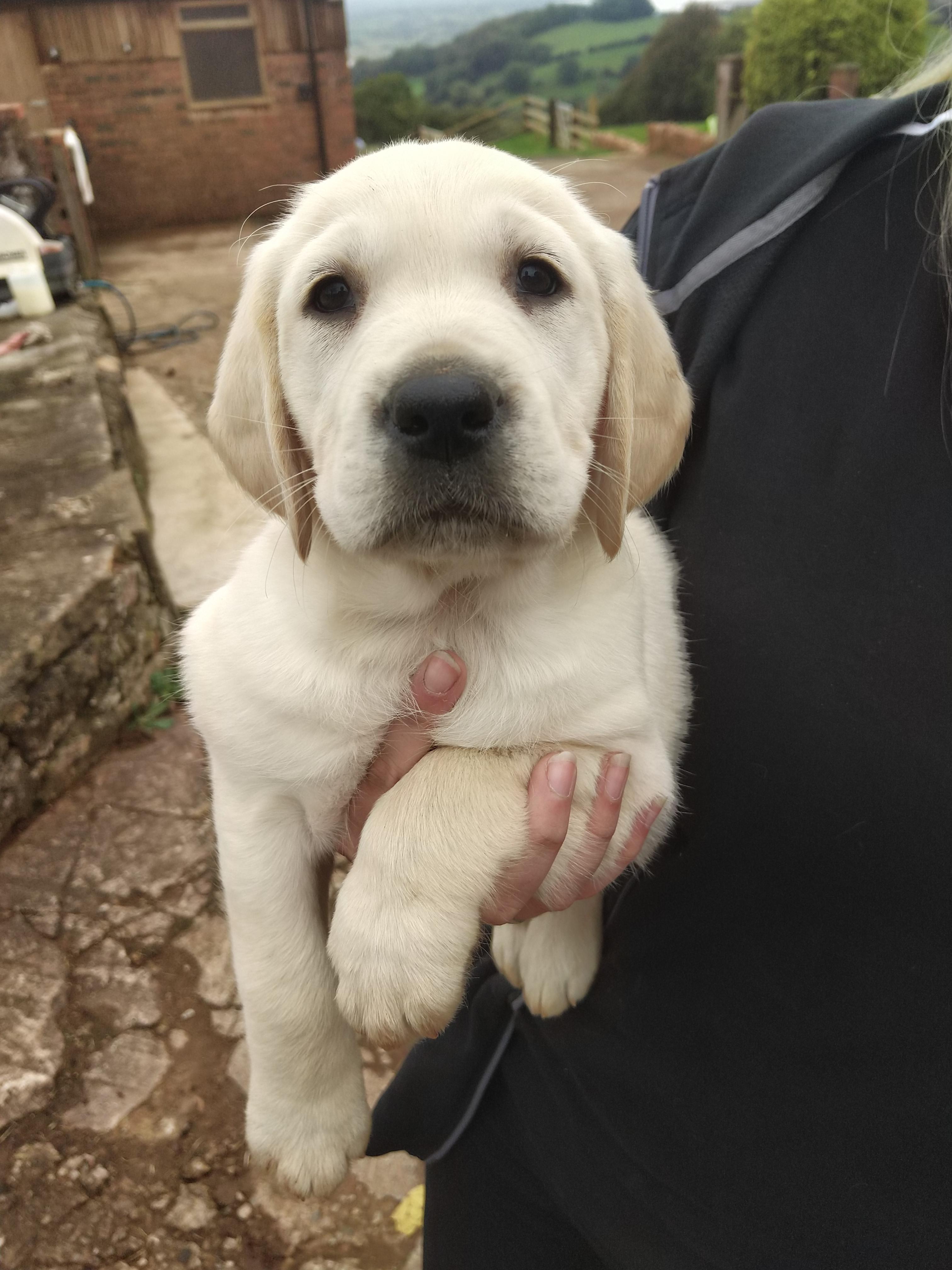 Our handsome new addition | Scrolller