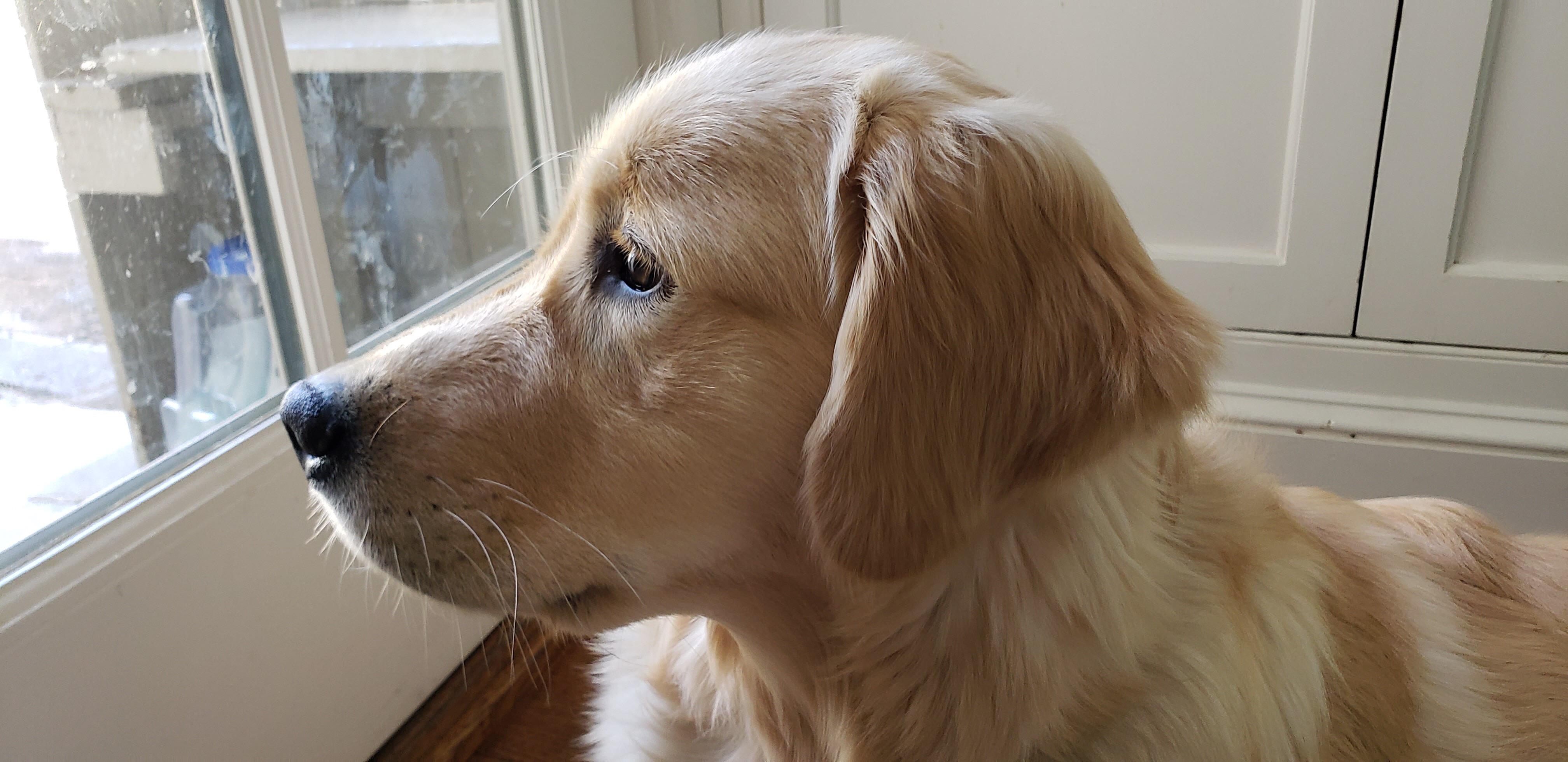 Our little ball of fluff staring out the window, pondering | Scrolller