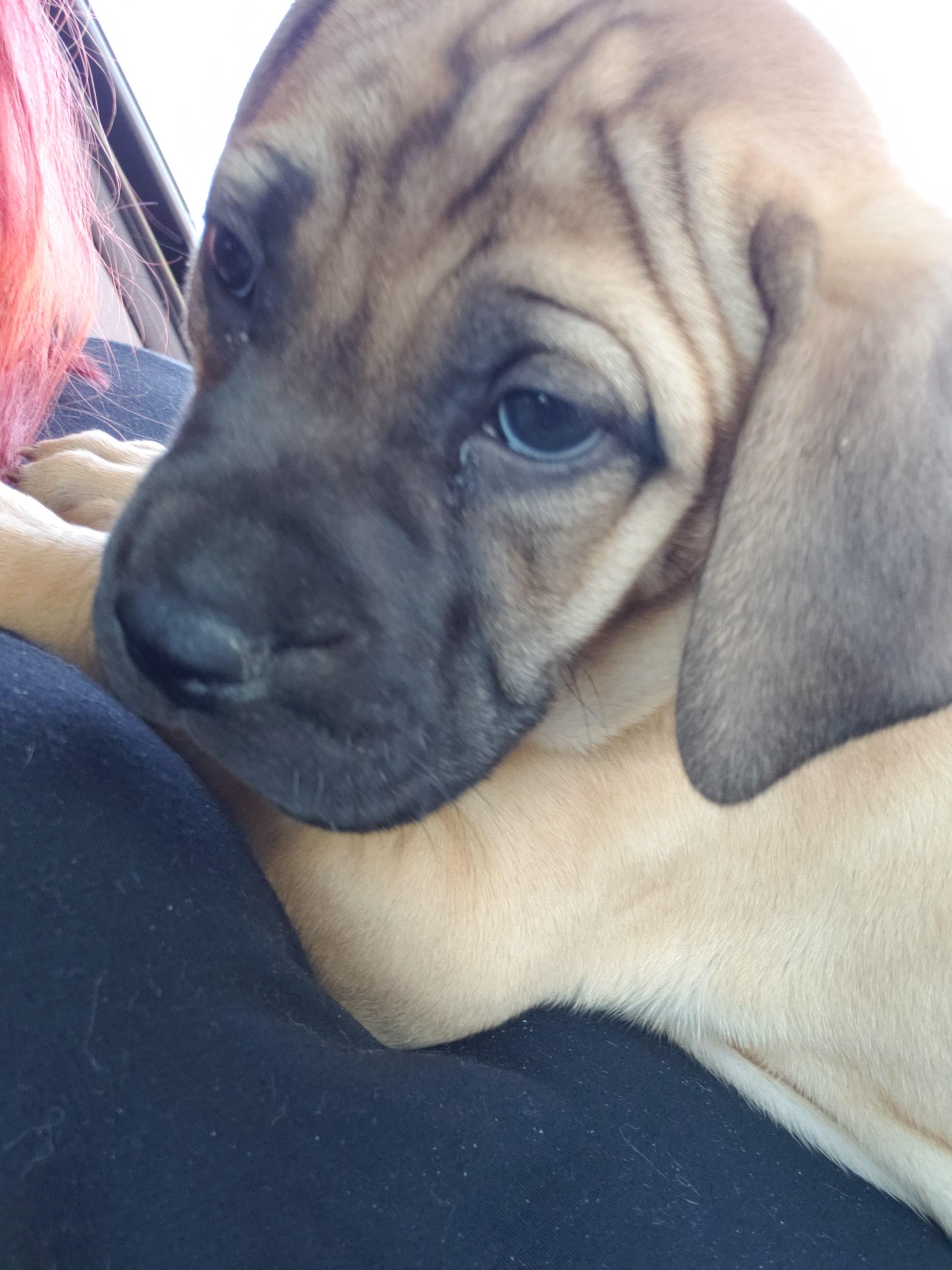 Our little boy, Beau | Scrolller