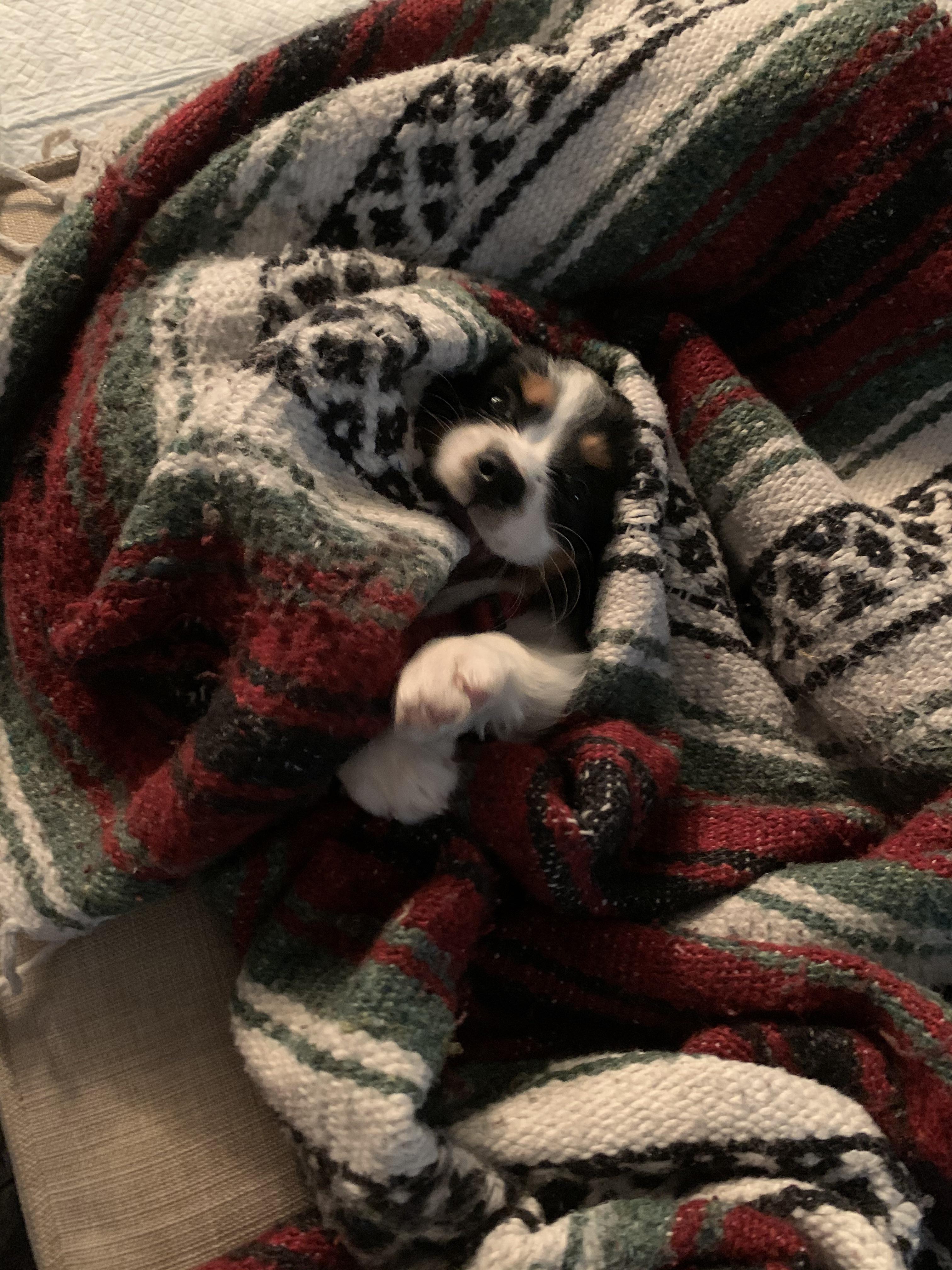 Our little guy all bundled up | Scrolller