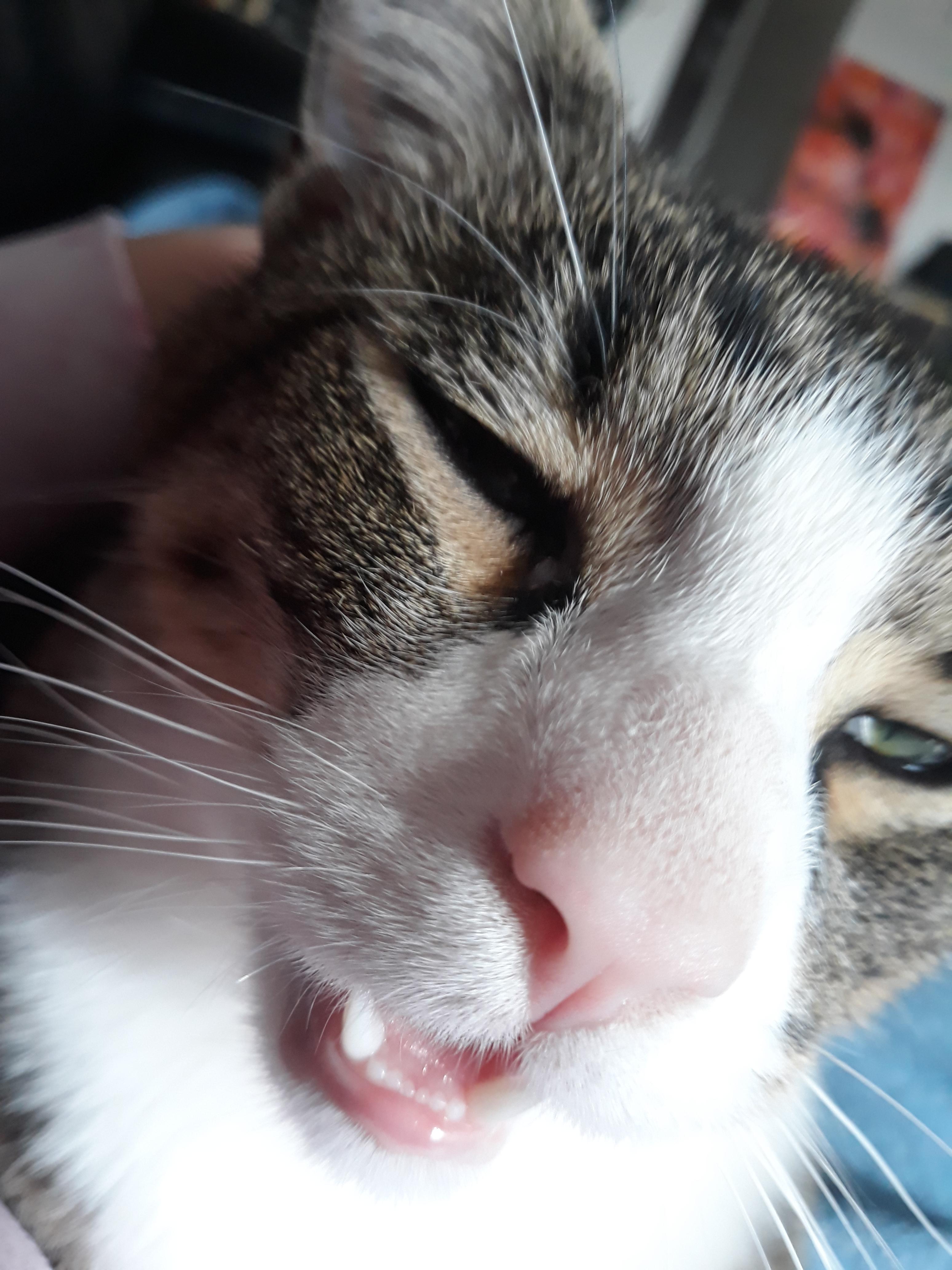 Our little mouthbreather, Pee Wee | Scrolller