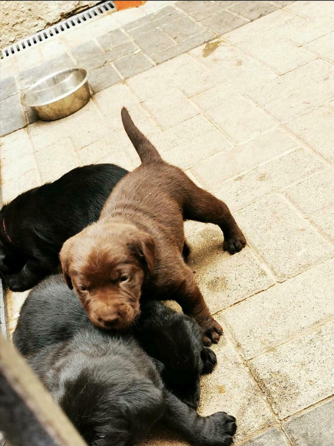 Our neighbors received cute little dogs | Scrolller