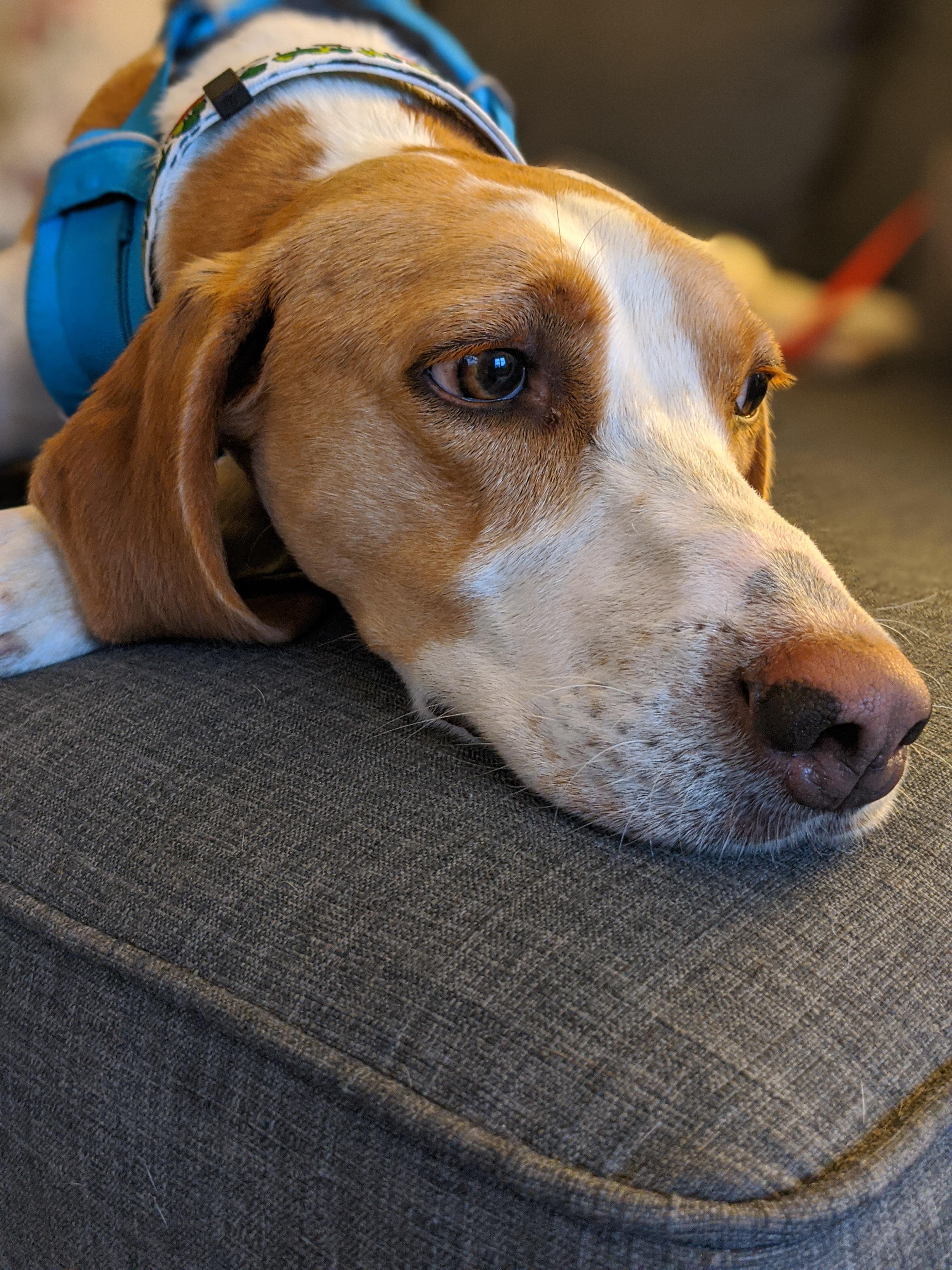 Our new boy, Miracle Max! | Scrolller