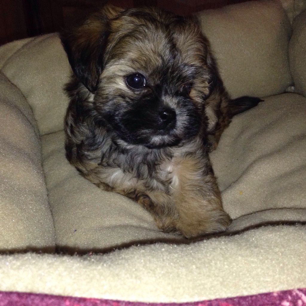 Our new family member, Penelope. | Scrolller