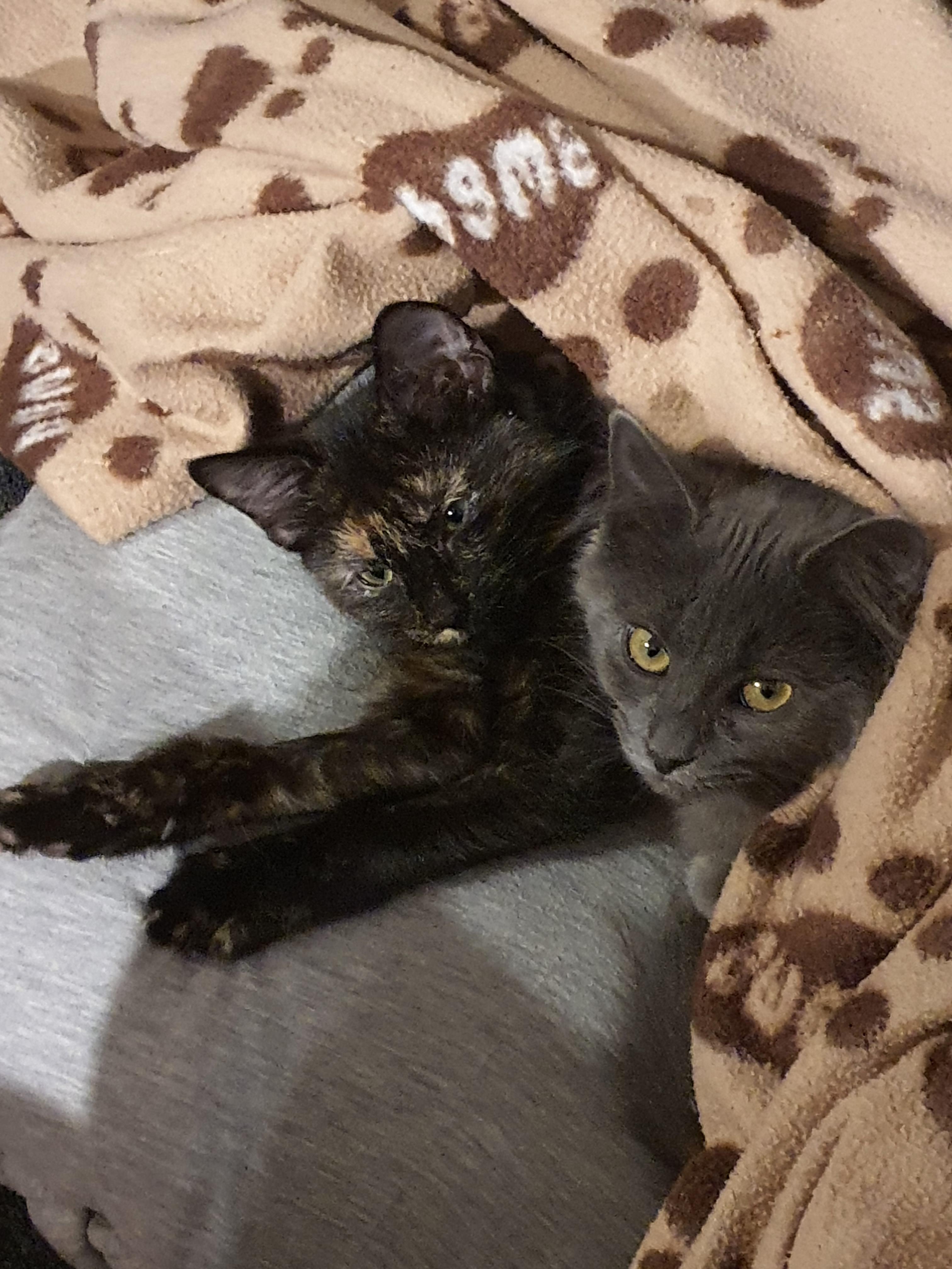 Our new family members, Peanut and Coco | Scrolller