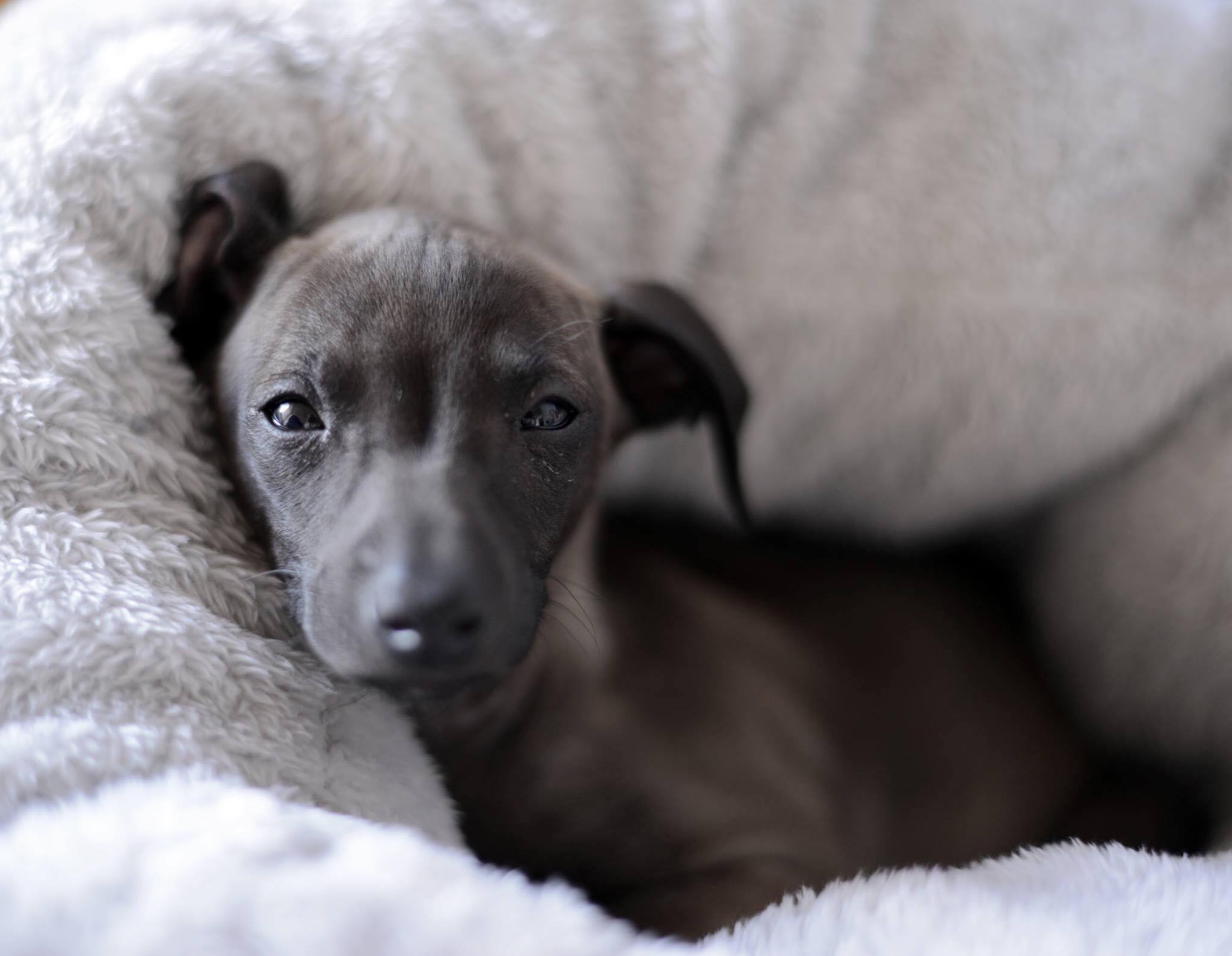 Our new Italian Greyhound puppy | Scrolller