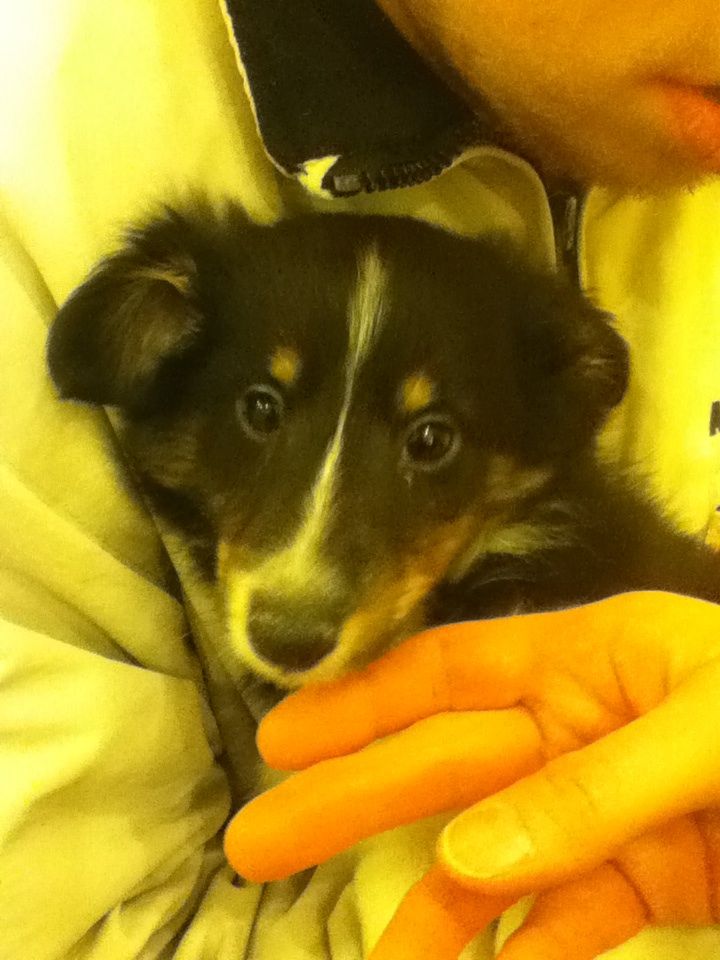 Our new pup | Scrolller