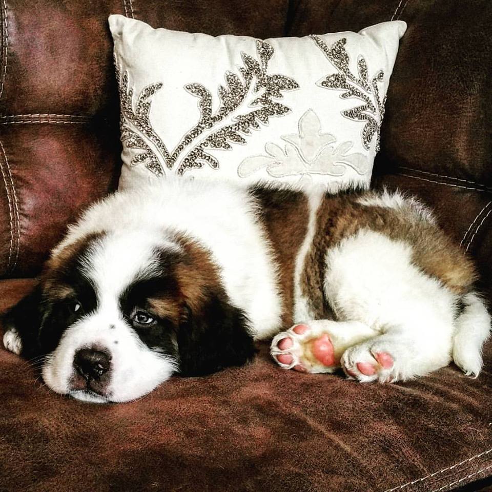 Our new pup, Bella | Scrolller