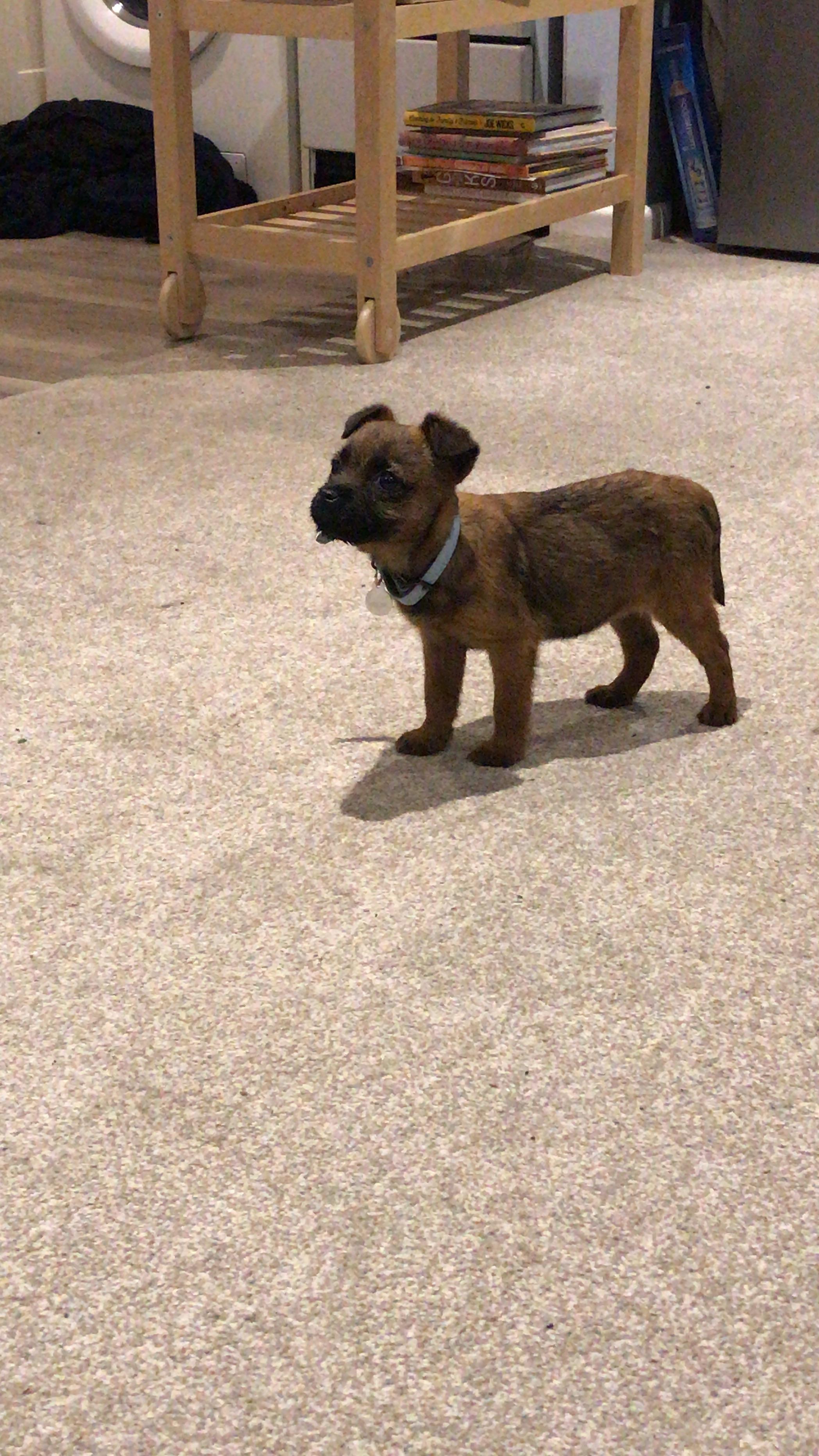 Our new pup Eddie! | Scrolller