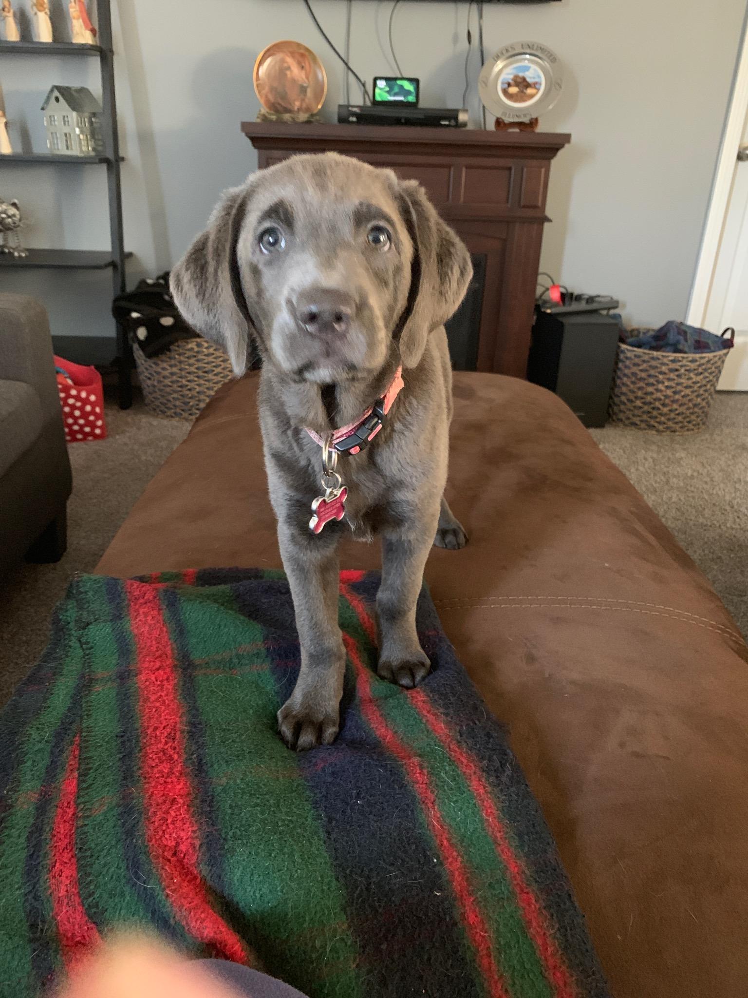 Our new pup, Freya | Scrolller