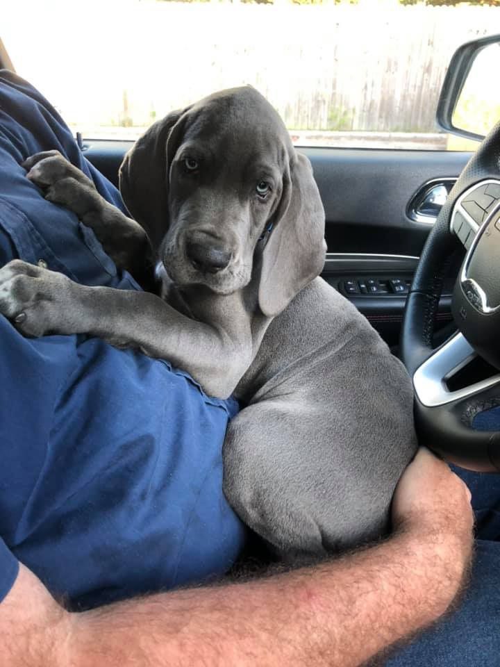 Our new pup Kane | Scrolller