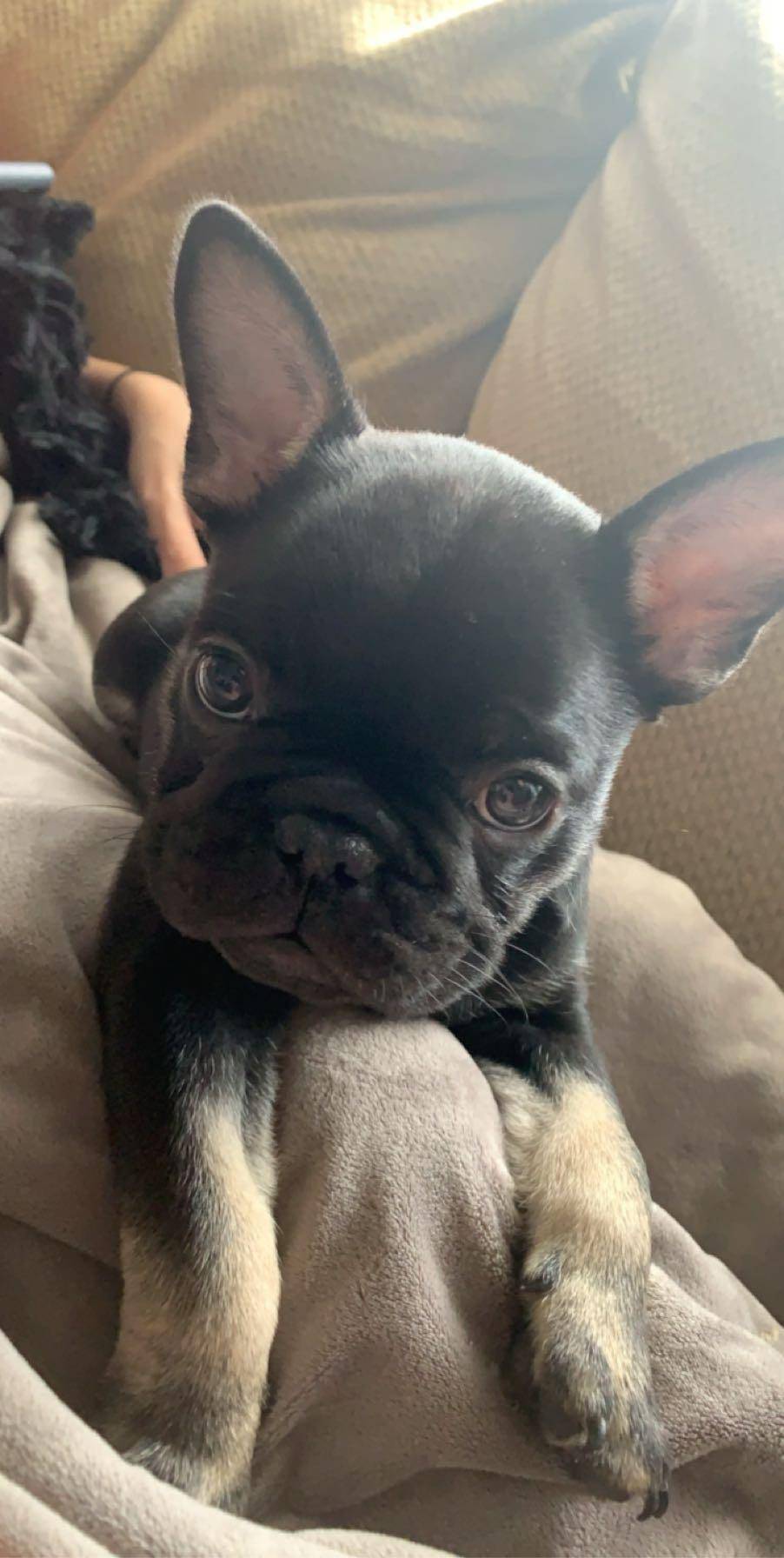 Our new pup, Ziggy! | Scrolller