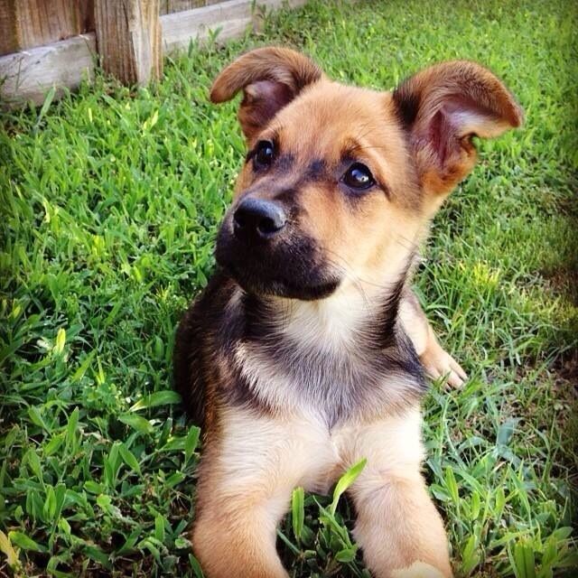 Our new rescue, Delilah! | Scrolller