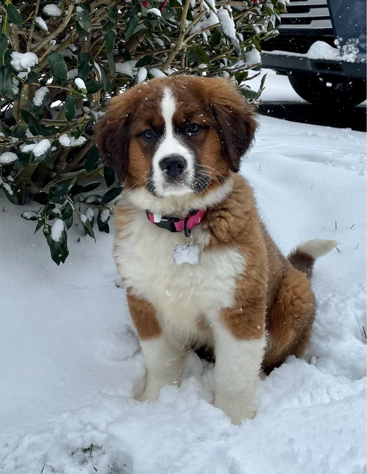 Our New St Bernard / Bernese Mix | Scrolller