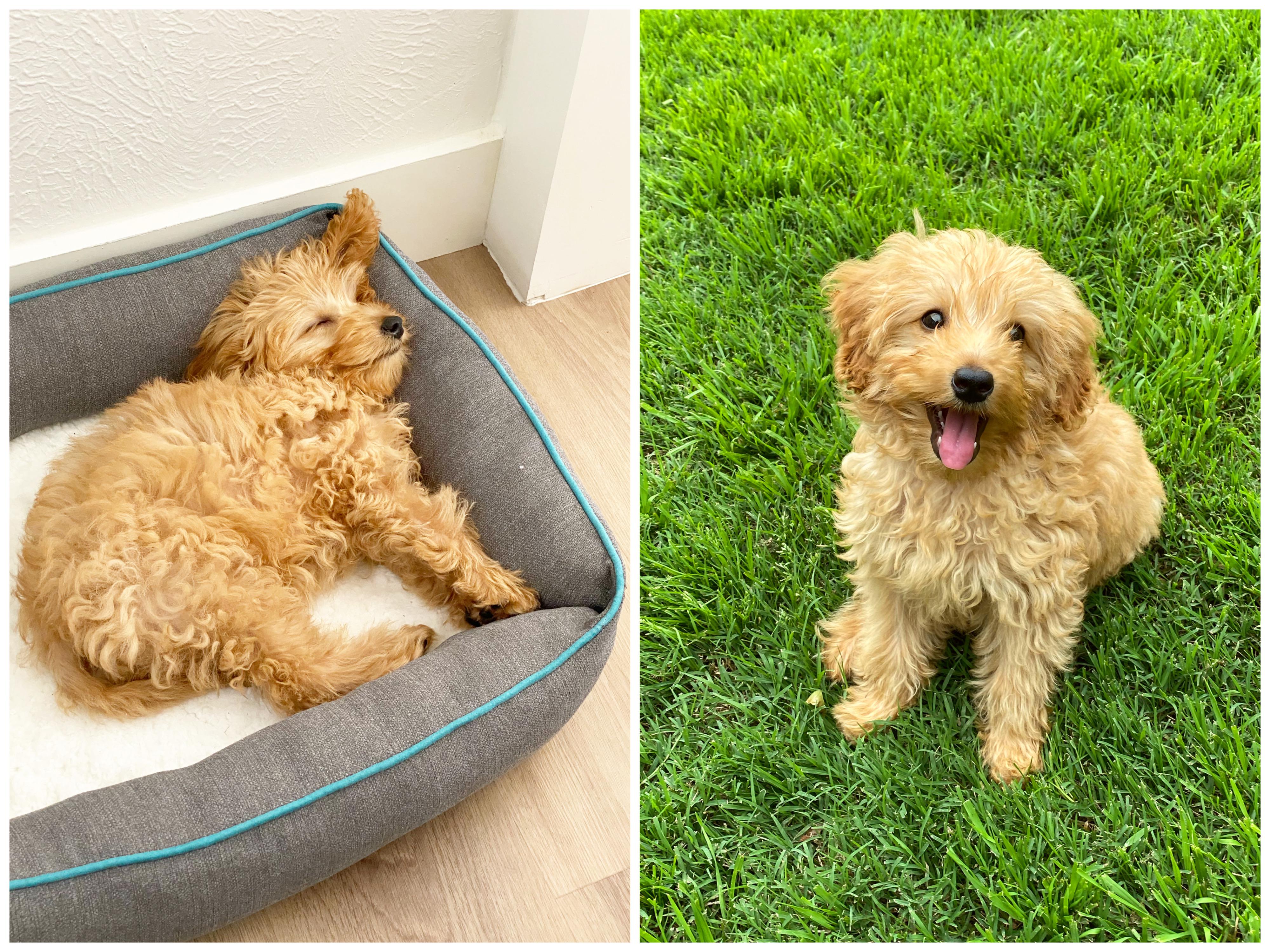 our newest addition, rugby! F1B mini goldendoodle 🐶 | Scrolller