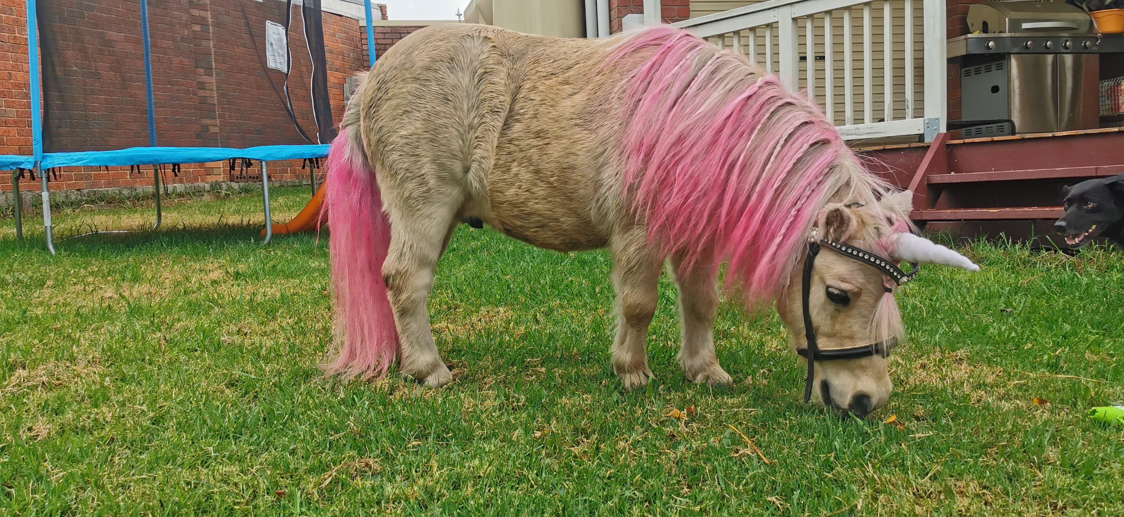 Our pet unicorn.... | Scrolller