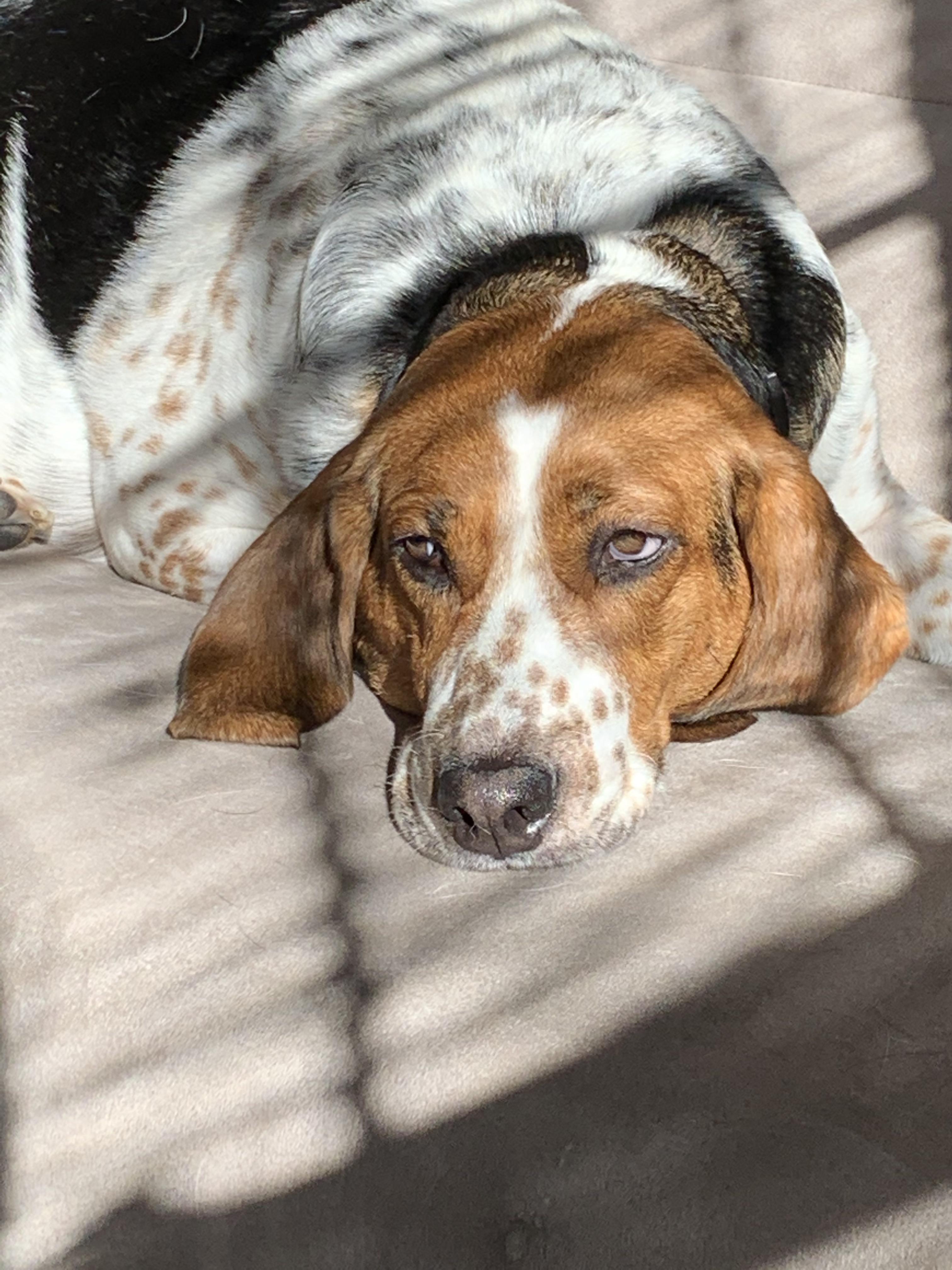 Our rescue hound Juno looking very modelesque ☺️ | Scrolller