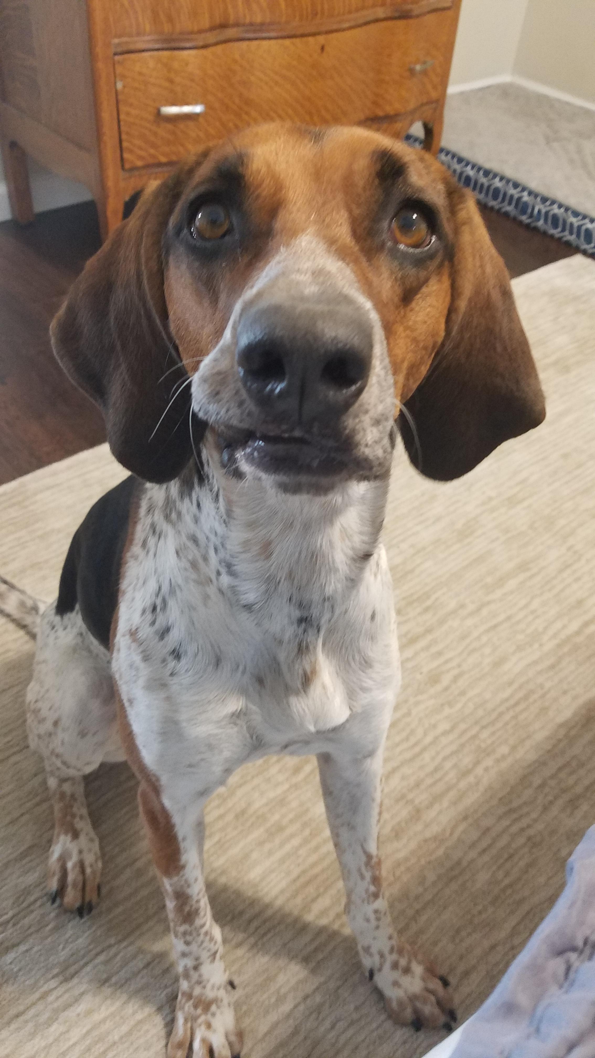 Our sweet hound dog | Scrolller