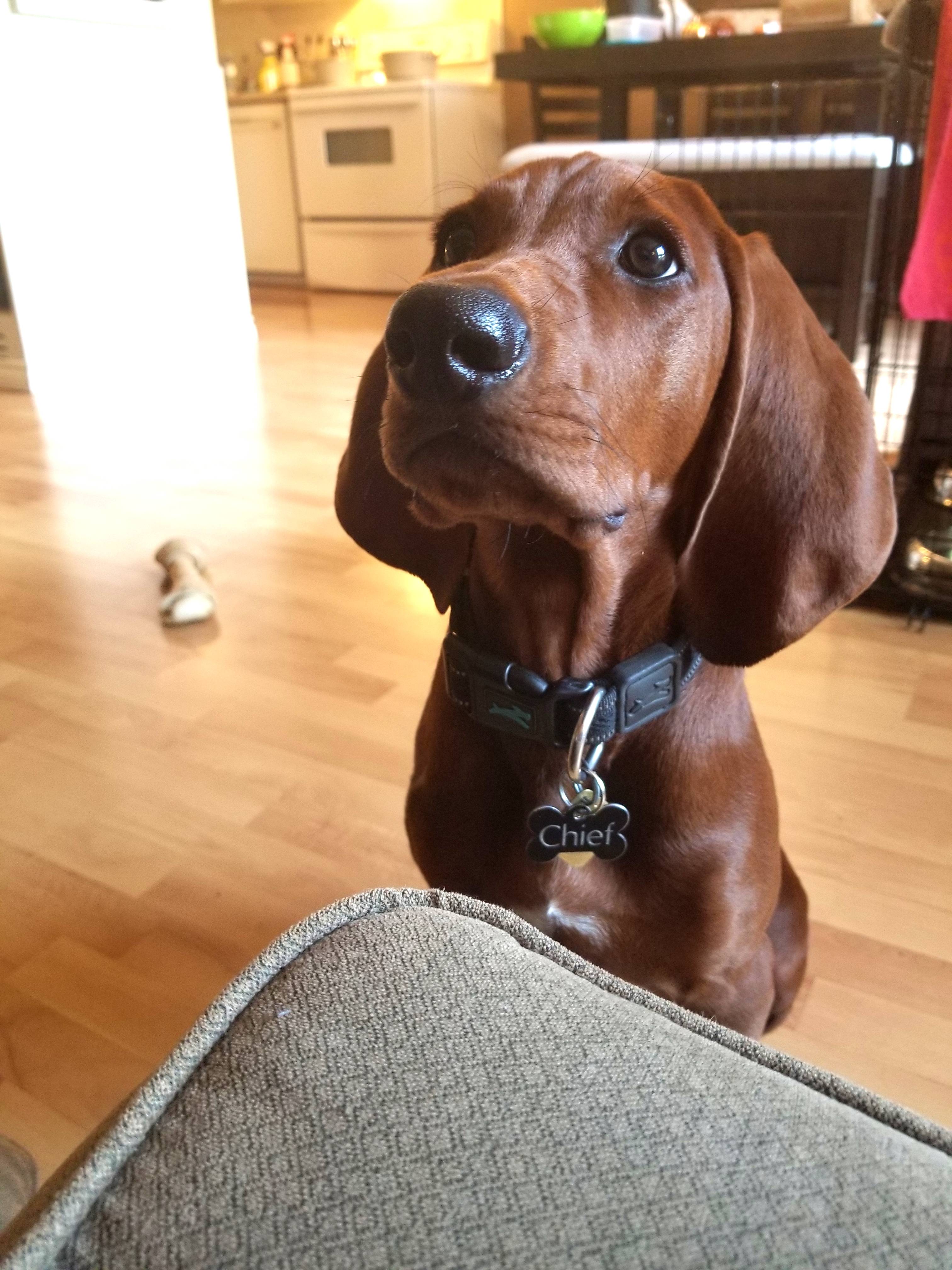 Our sweet redbone coonhound 🐶 | Scrolller