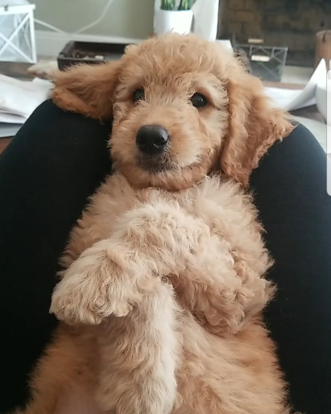 Our sweet Winnie girl | Scrolller