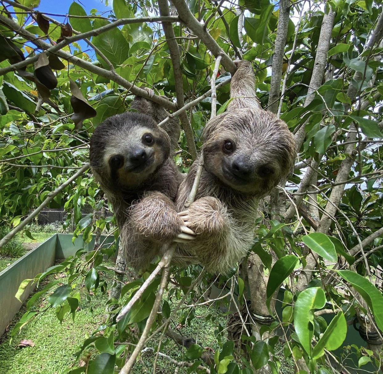Our (symbolically) adopted sloths! | Scrolller