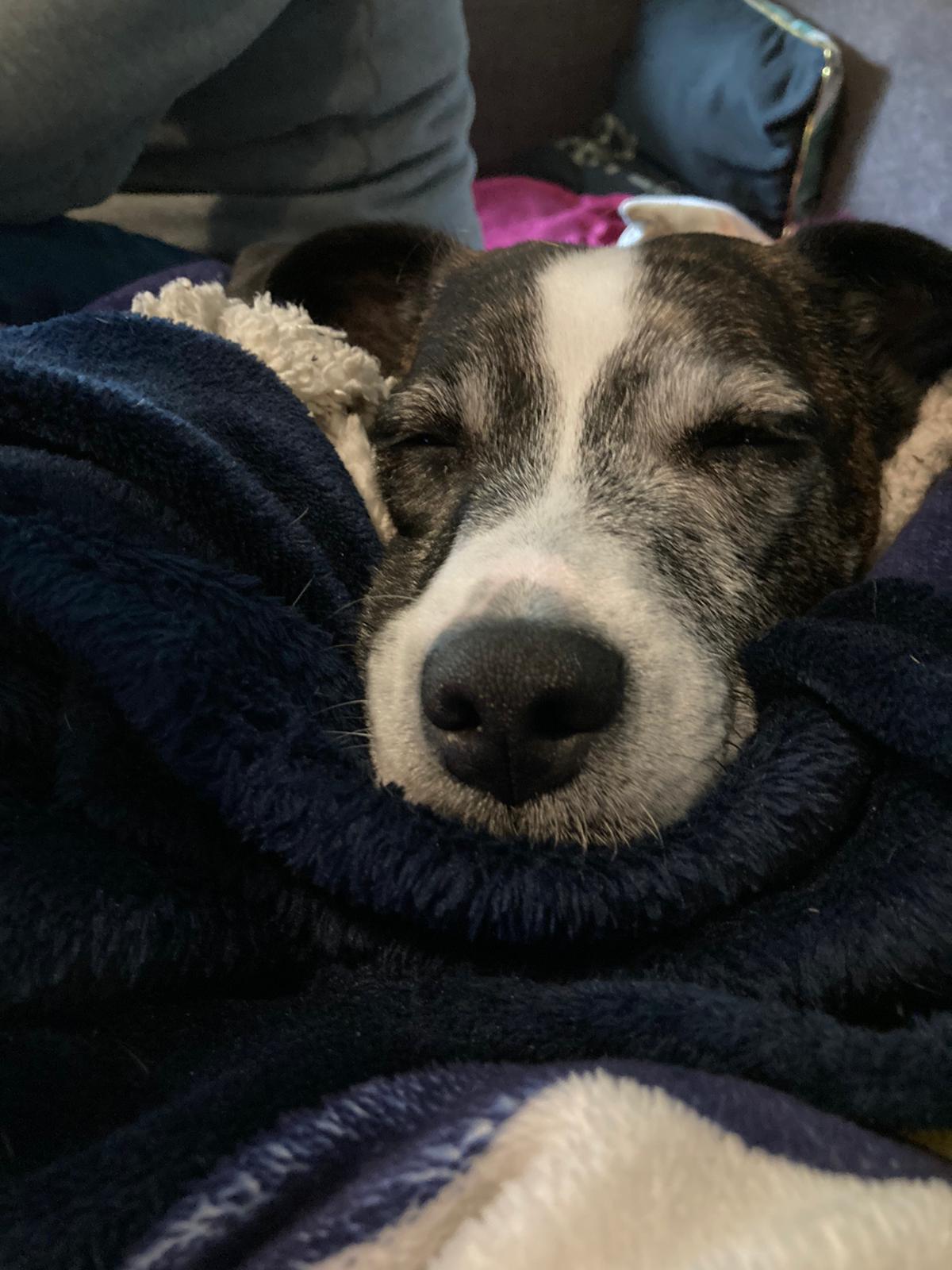 Our three legged sleeping dragon, Pumba | Scrolller