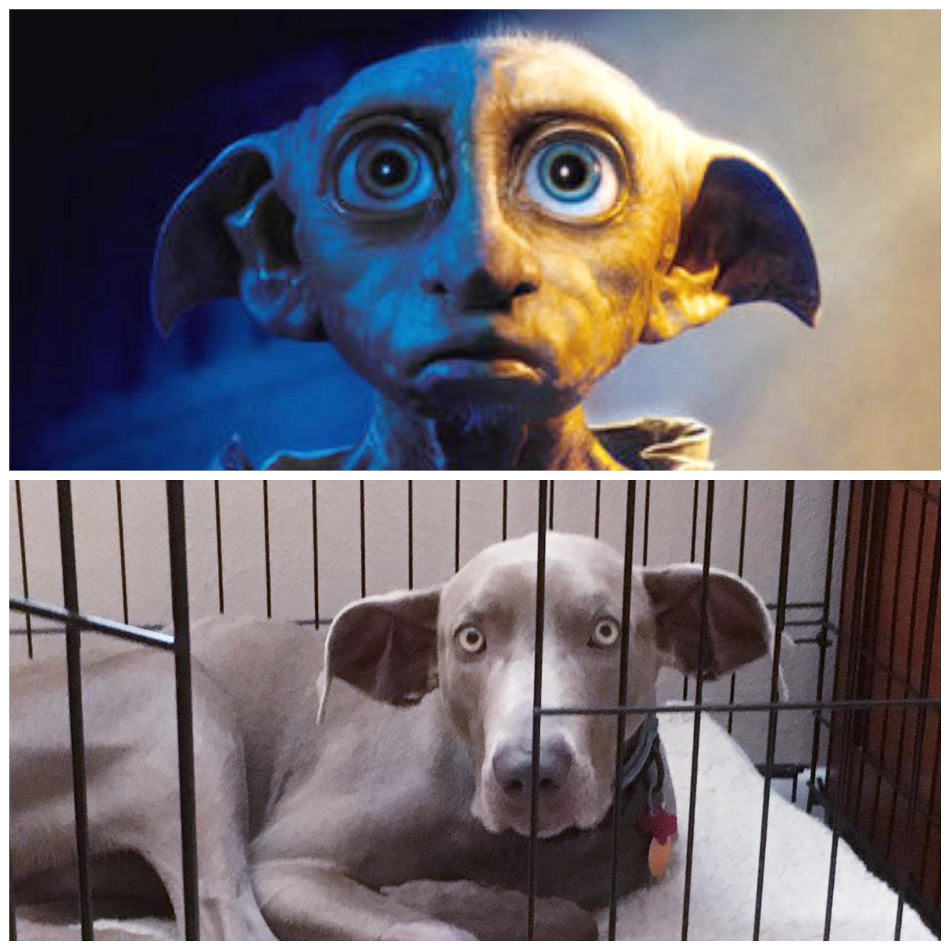 Our three-year-old rescue - his name is Dobby. Here's why. | Scrolller