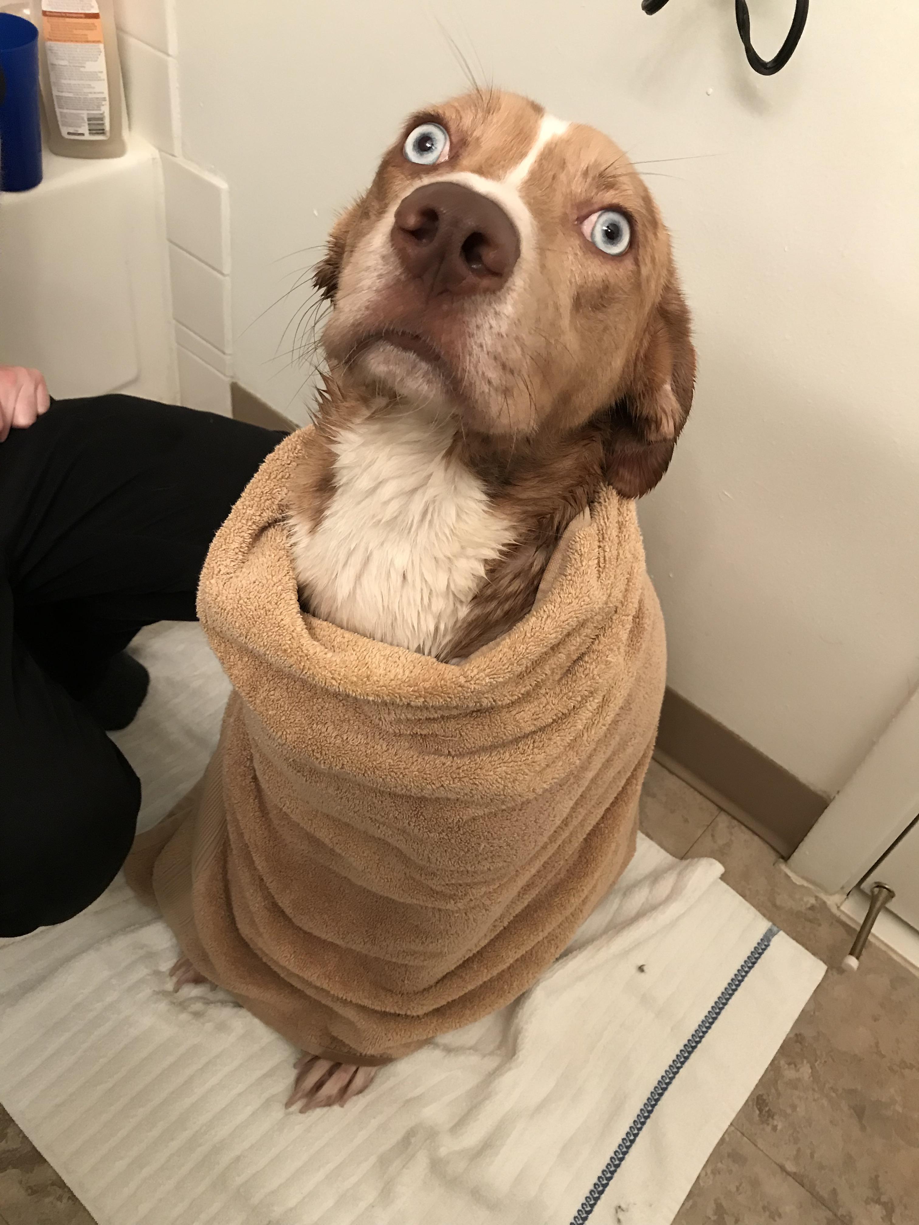 Our very rambunctious and cuddly boy Rover all cleaned up. | Scrolller