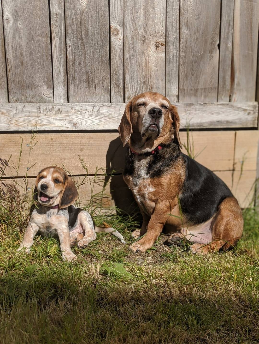 Our wise boy senior beagle with our weirdo little bagel hound :) | Scrolller
