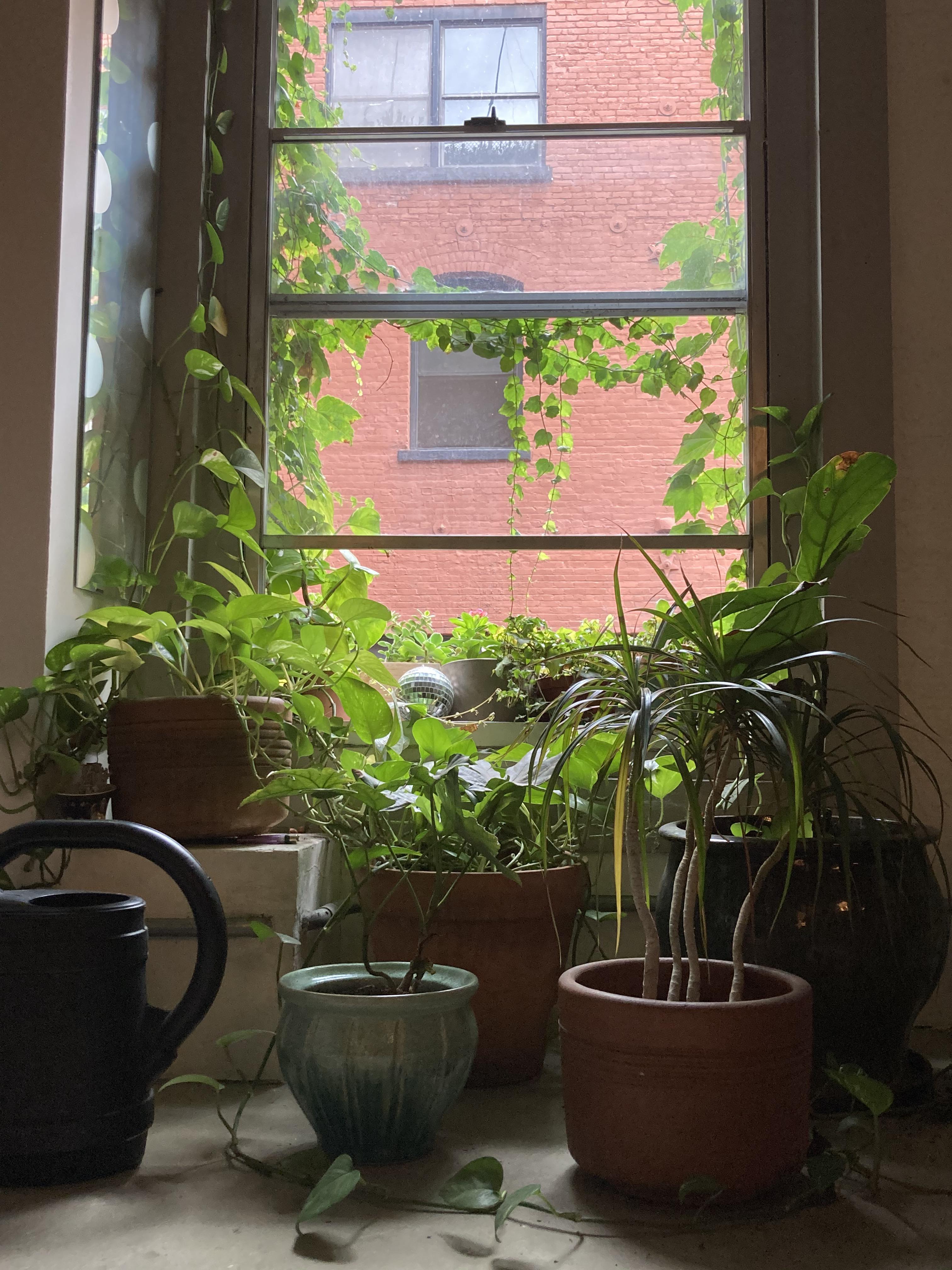 Outside and inside meet at my little window garden | Scrolller