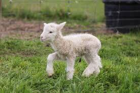 over a month clean this is very poggers heres a lamb | Scrolller