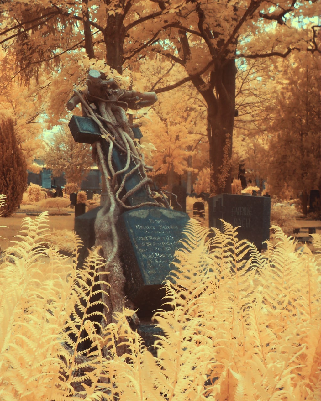 overgrown grave [OC] | Scrolller