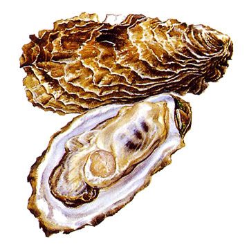 oysters! :-) | Scrolller