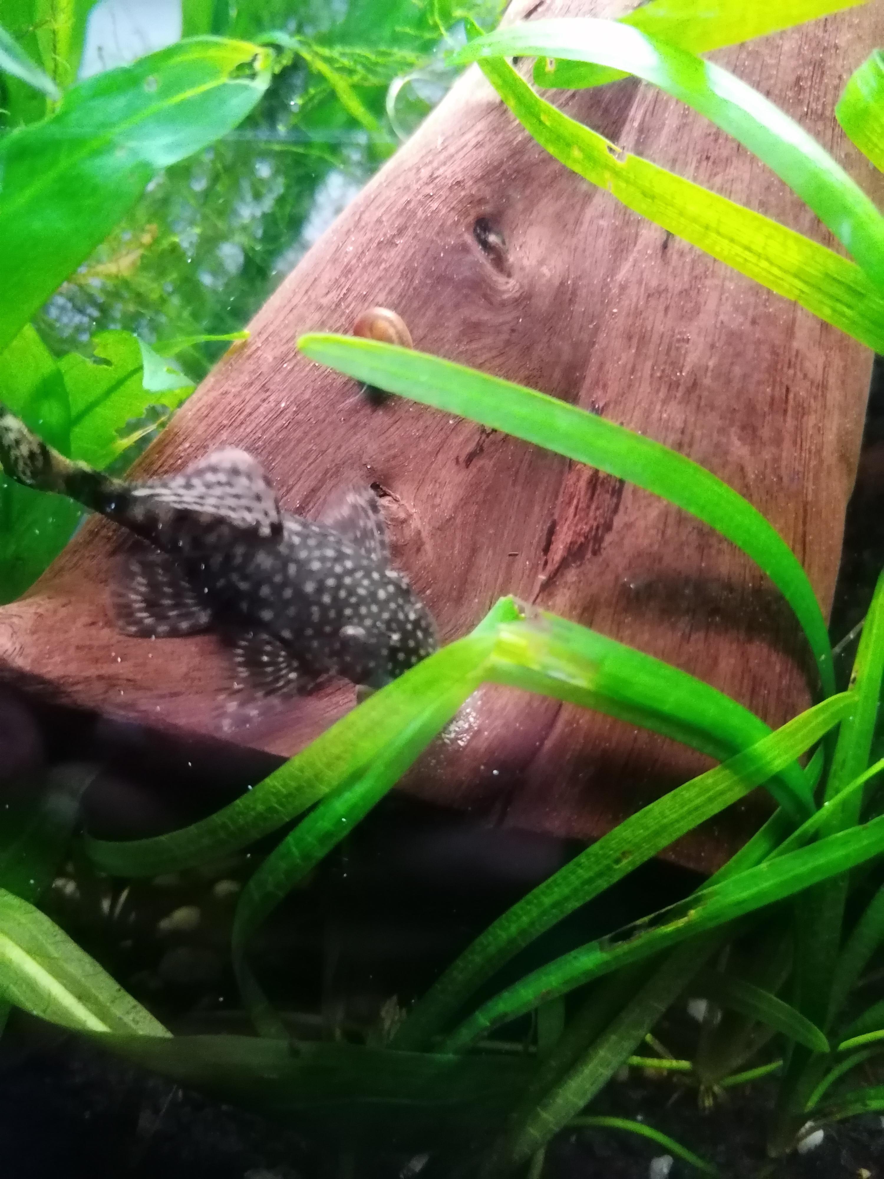 Pablo with her Algae Wafer | Scrolller