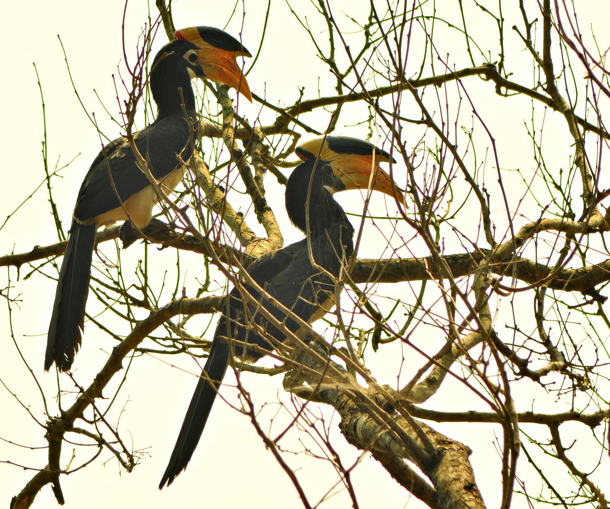 Pair of Malabar Pied Hornbills | Scrolller