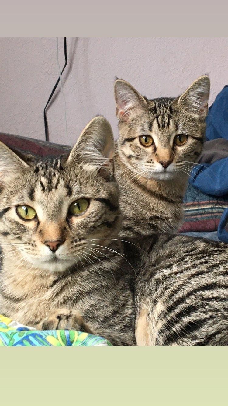 Pancake (front) and her twin sister Oatmeal (behind) Oatmeal passed away 1 year ago and this is ...