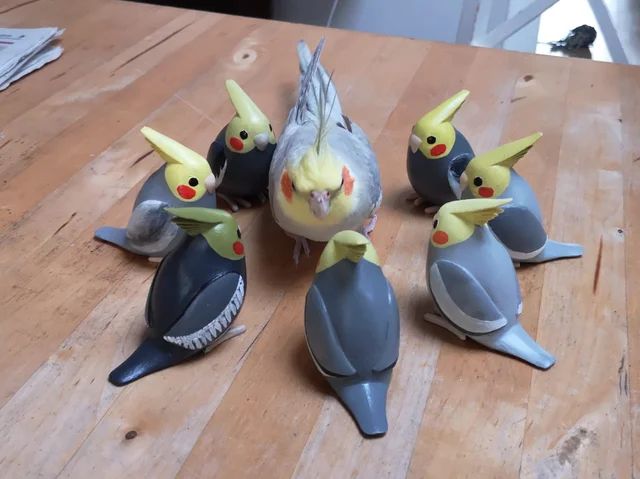 Parrot cult | Scrolller