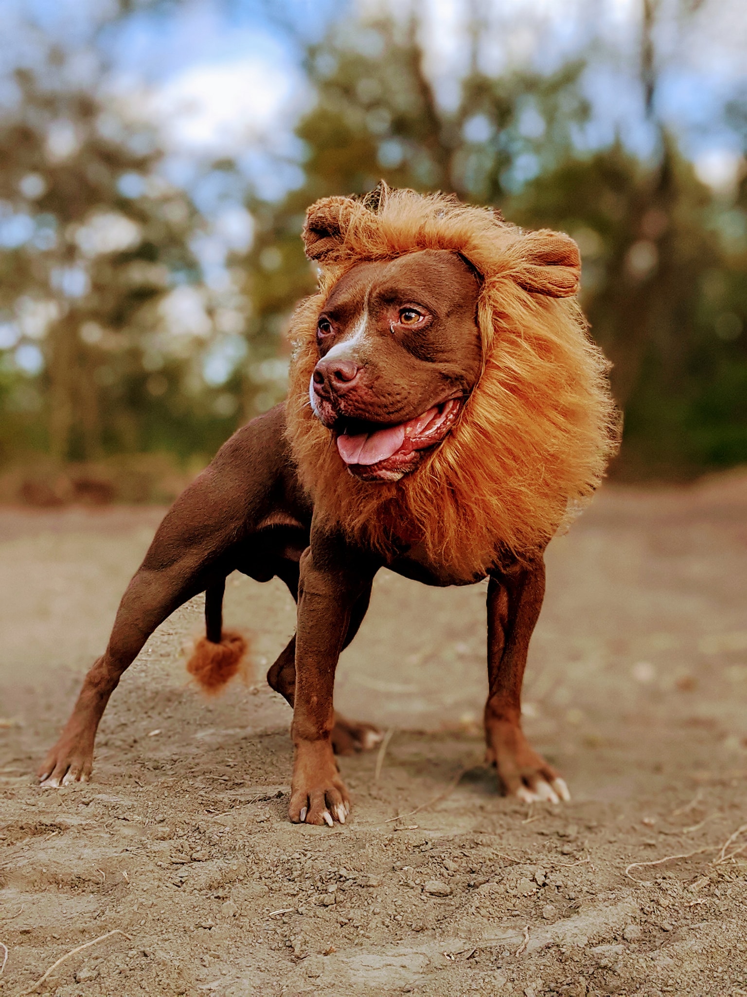 Part time lion king | Scrolller