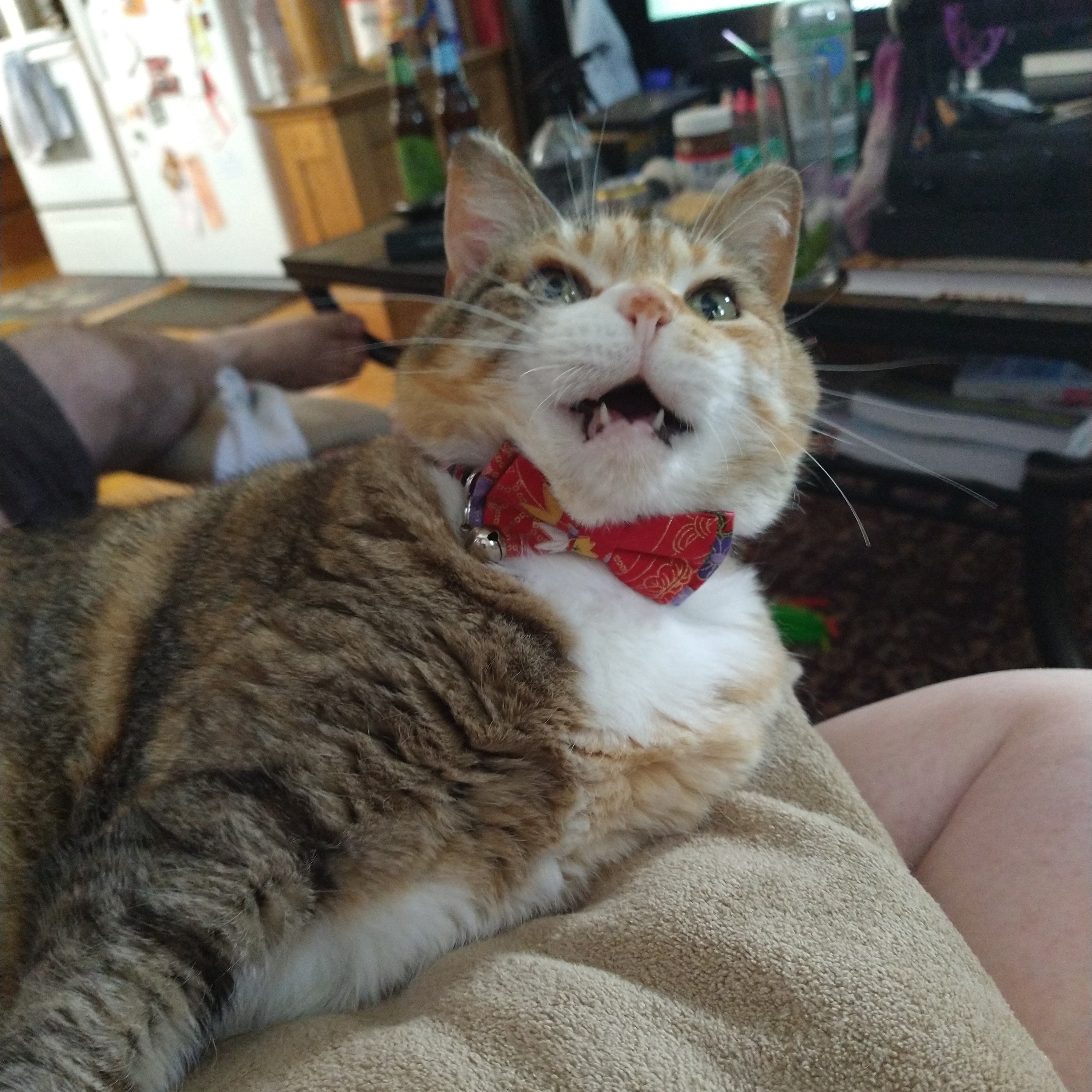 Peanut got a new bowtie today. She seems excited about it. | Scrolller